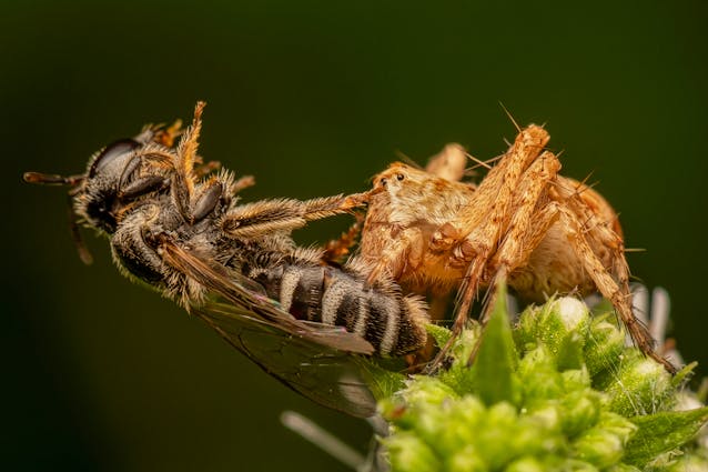 Mealybugs Home Remedy: Easy Prevention & Control Tips