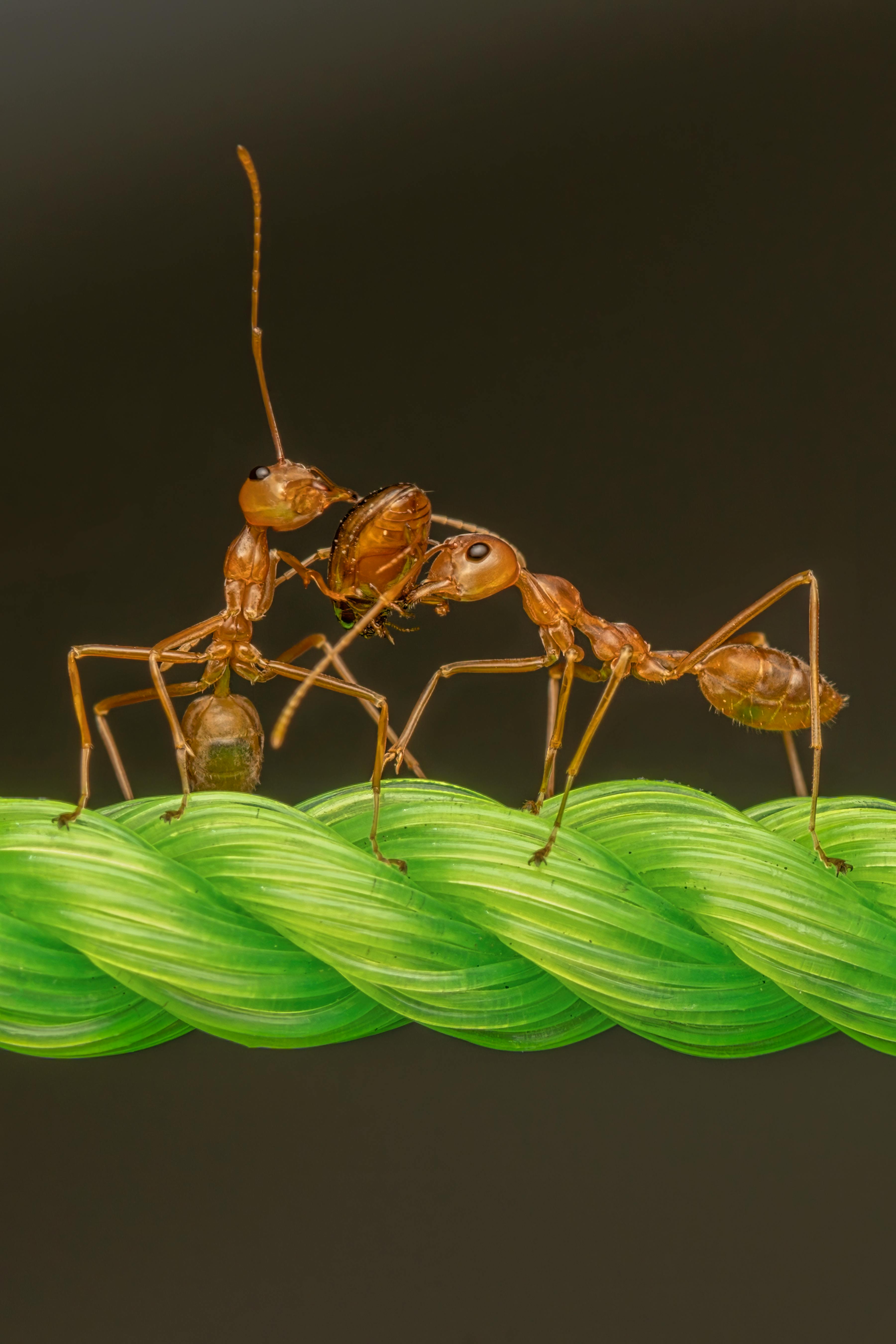 Closeup of Two Ants with a Bug on a Green String · Free Stock Photo