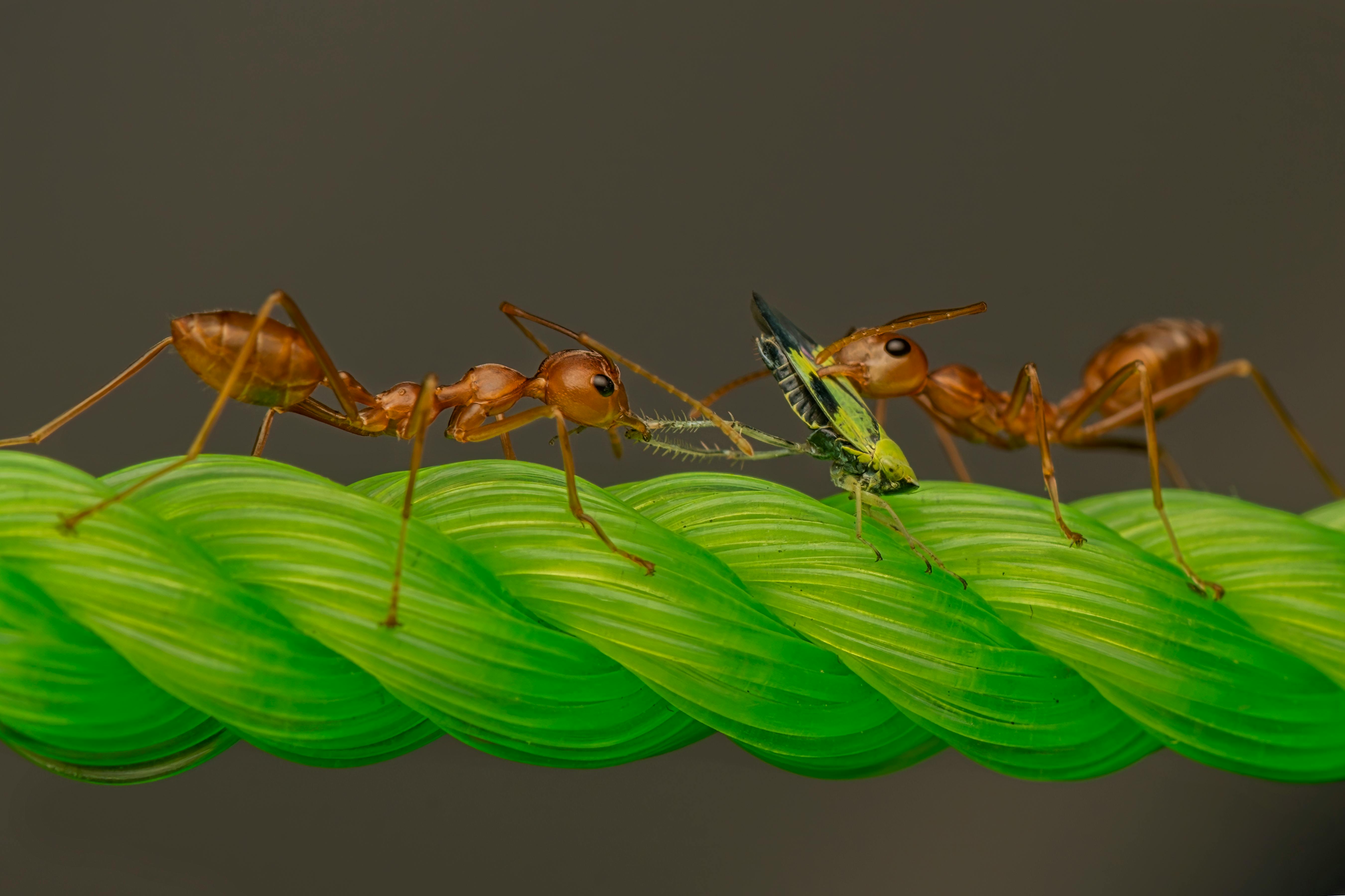 Ant Teamwork Photos, Download The BEST Free Ant Teamwork Stock Photos ...