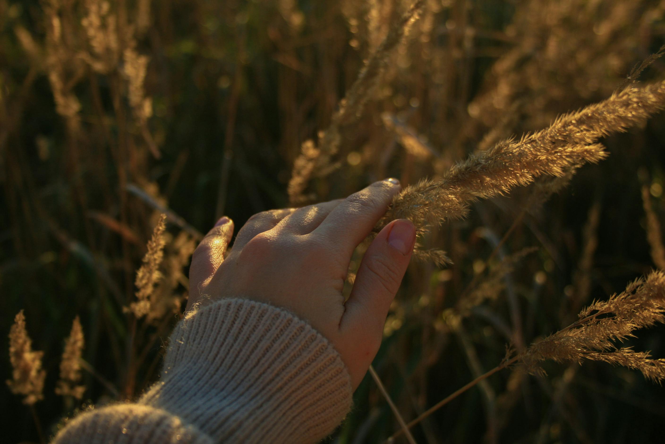 A Person Touching the Grass Flowers · Free Stock Photo