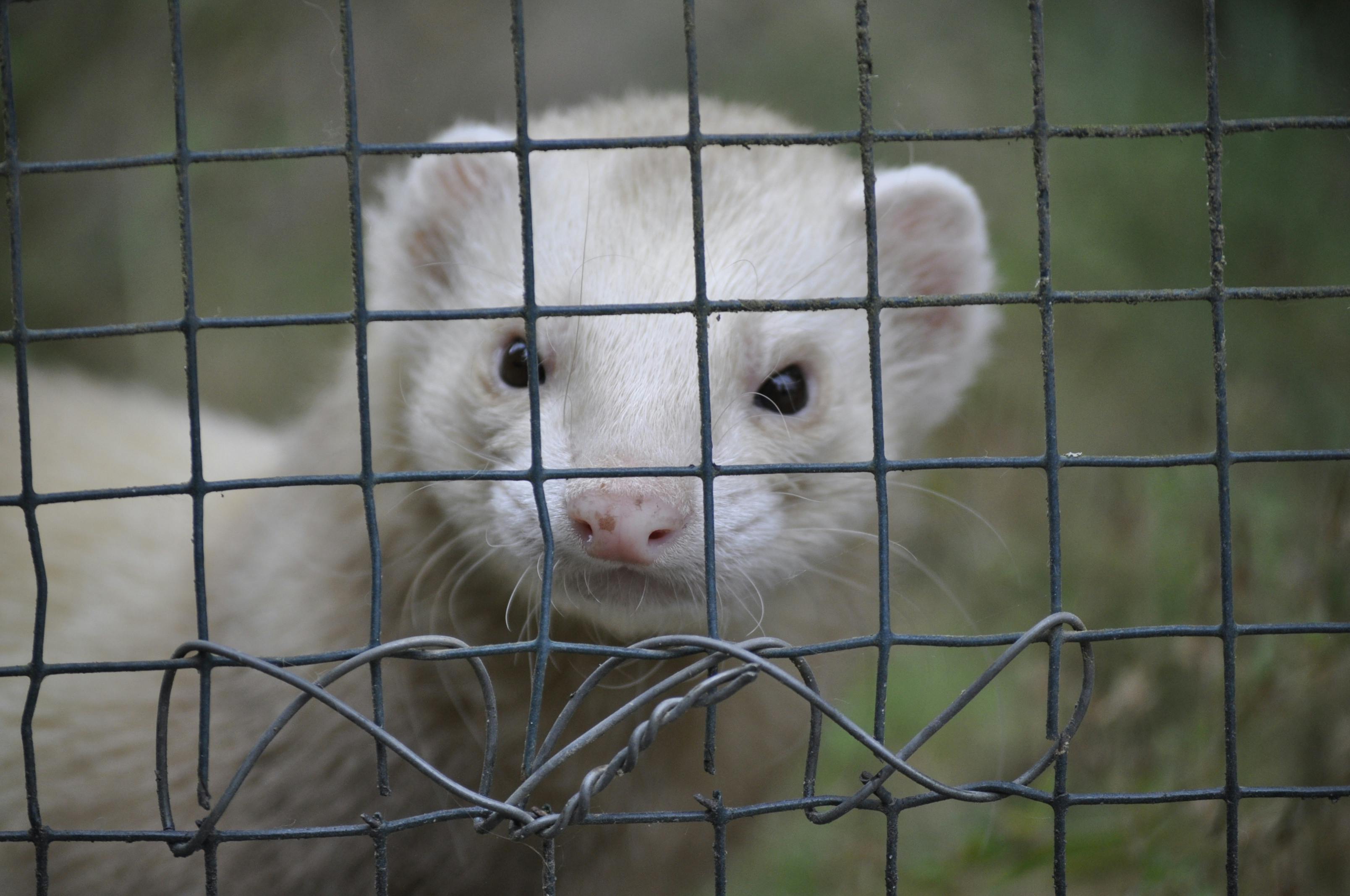 Ferret Photos, Download The BEST Free Ferret Stock Photos & HD Images