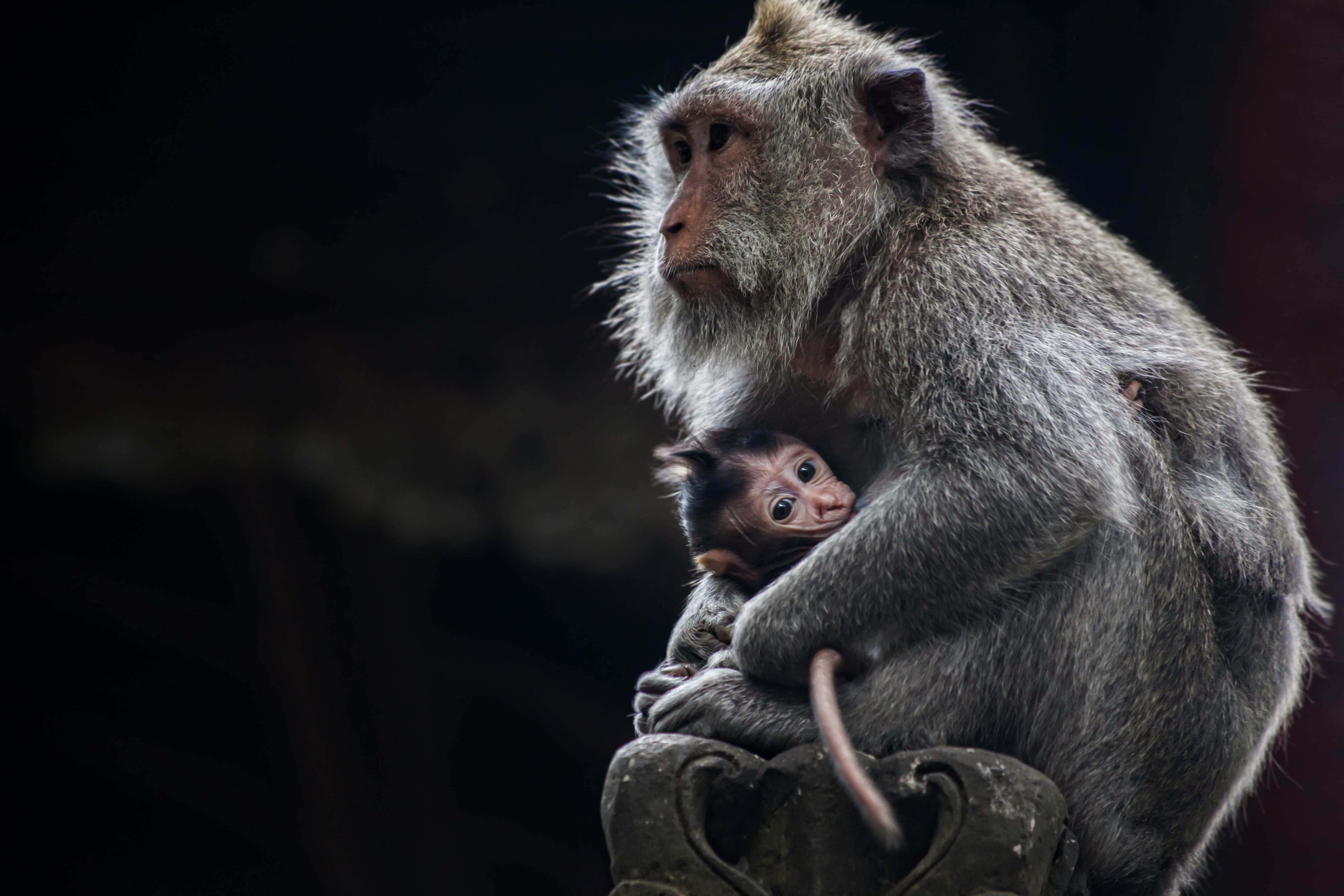 Photo of a Monkey Breastfeeding · Free Stock Photo