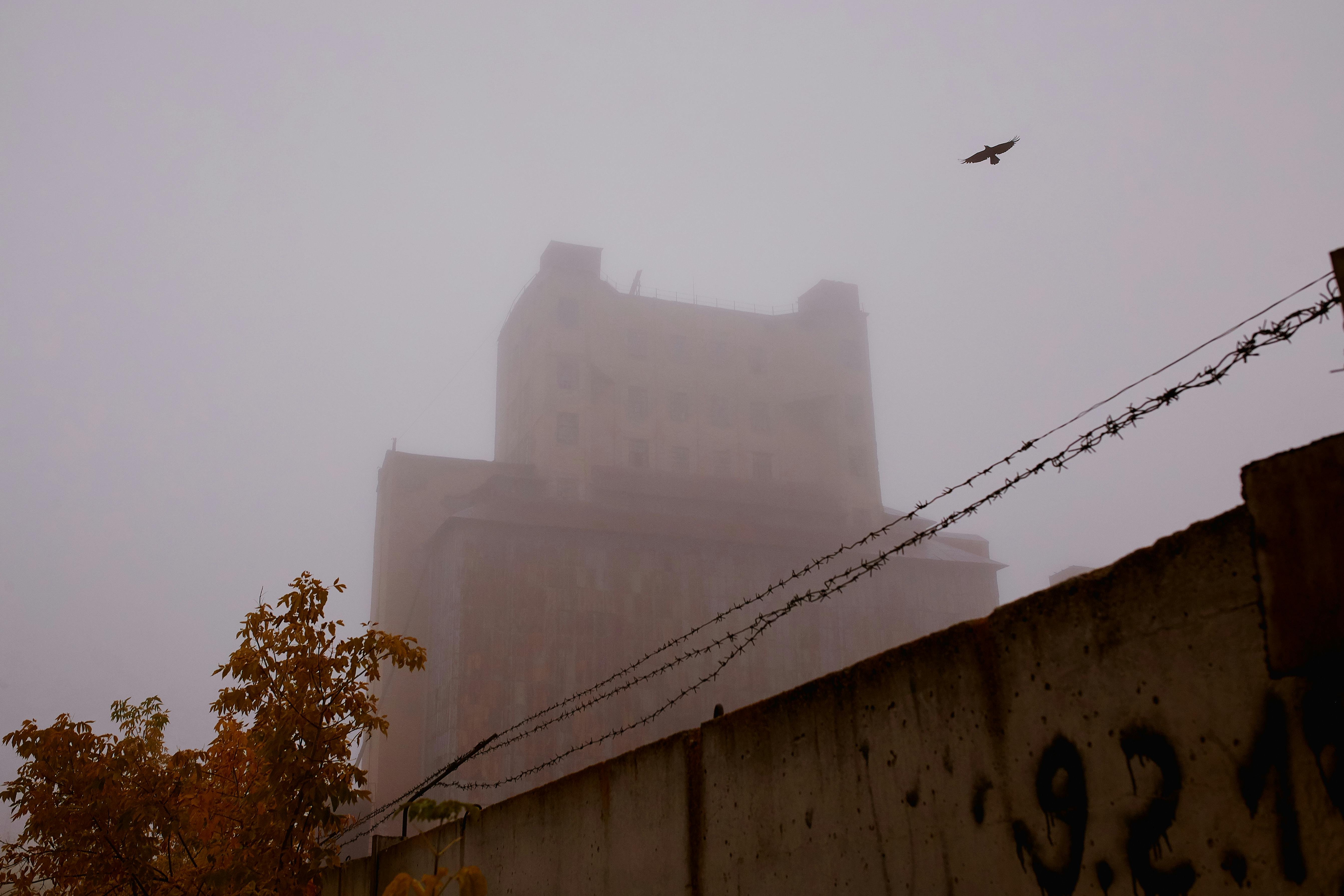 Flock of Flying Birds Above Street · Free Stock Photo