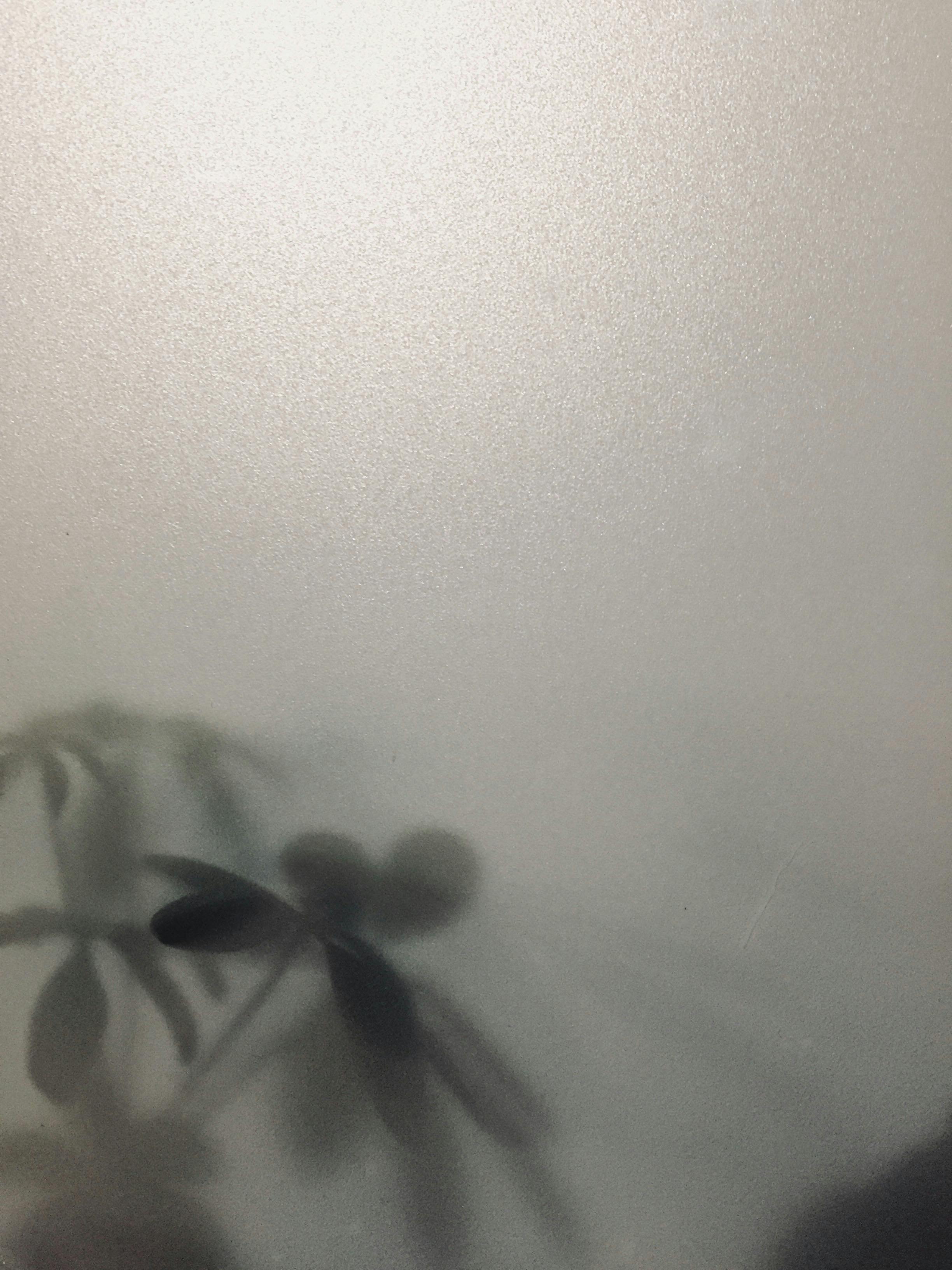 Shadow of Plant on White Wall · Free Stock Photo