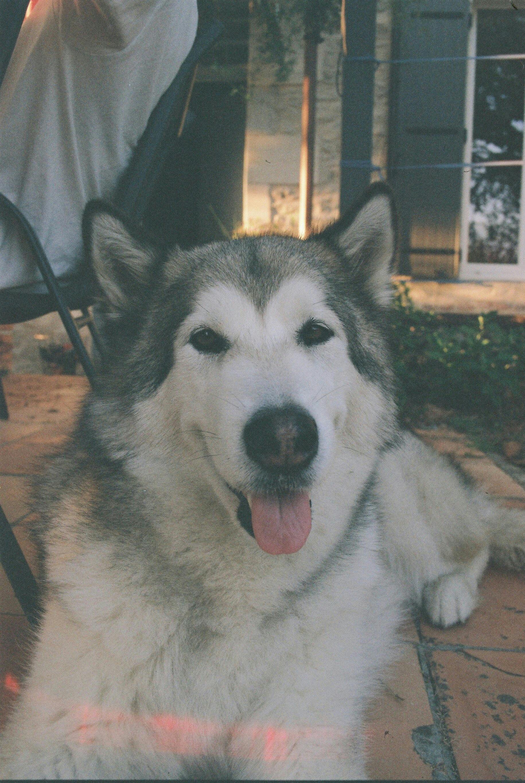 Cute Alaskan Malamute Dog Sleeping on the Concrete Ground · Free Stock ...