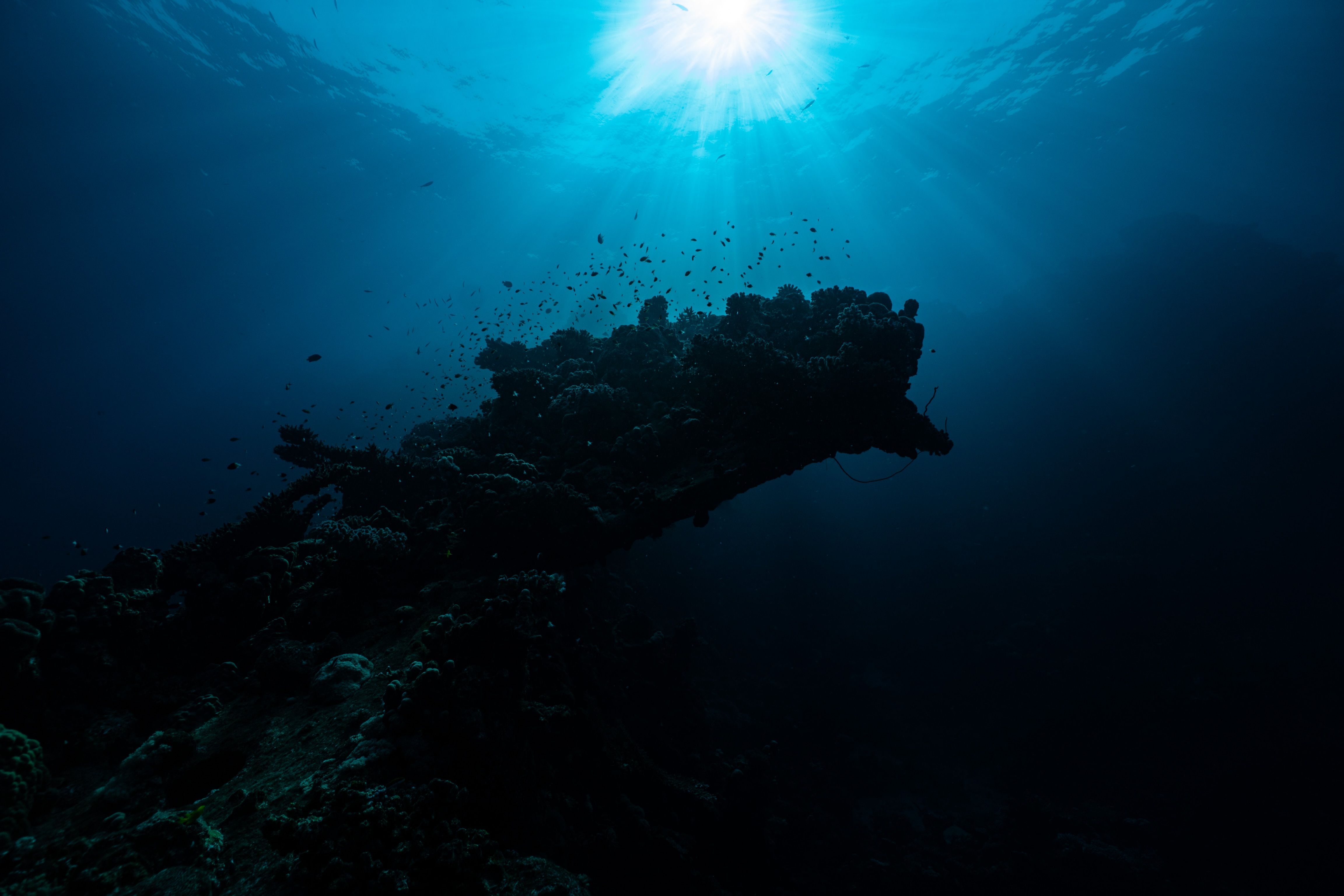33+ Best Free Biodiversity Stock Photos & Images · 100% Royalty-Free HD ...