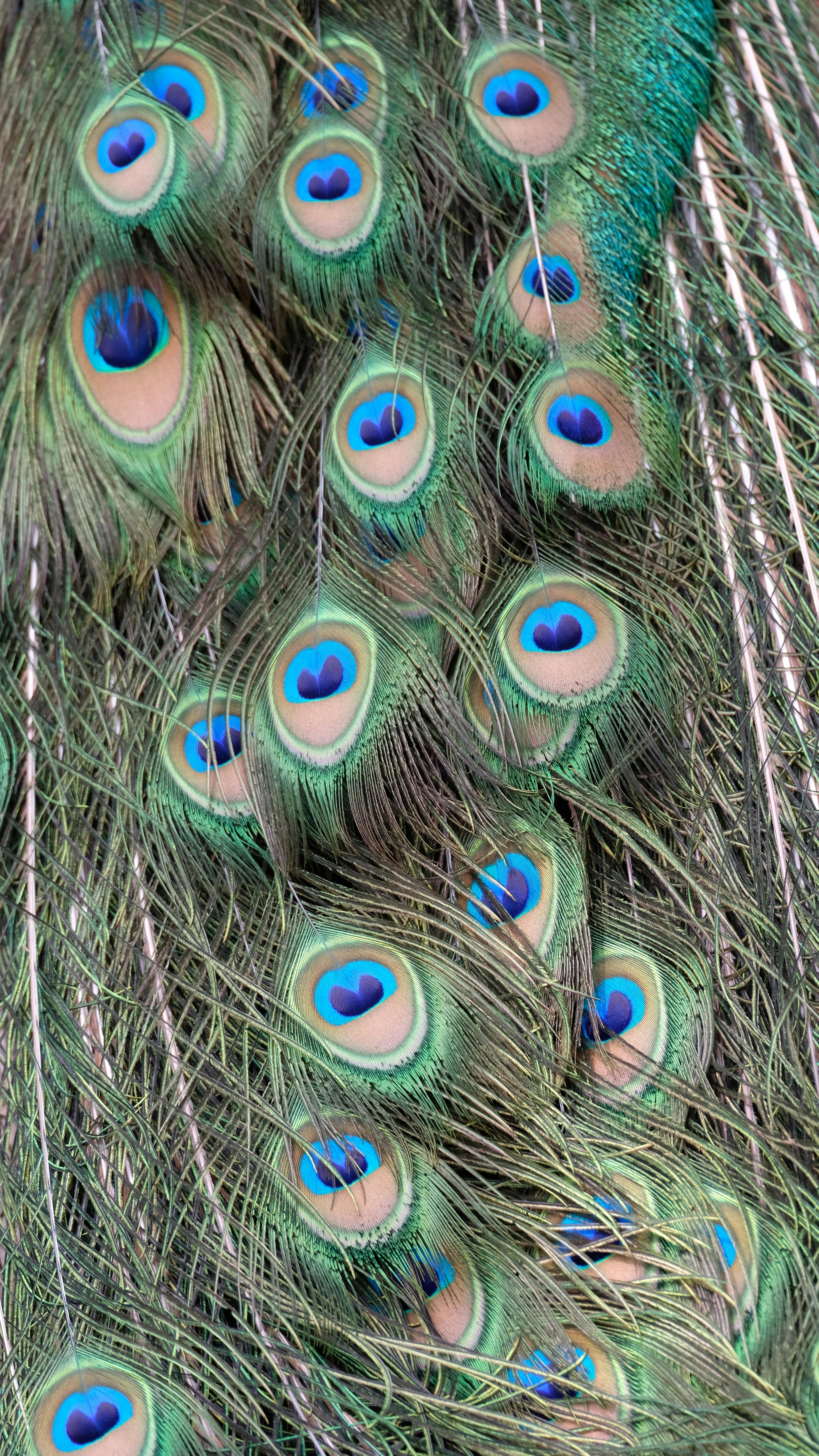 A Close-up of Peacock Feathers · Free Stock Photo