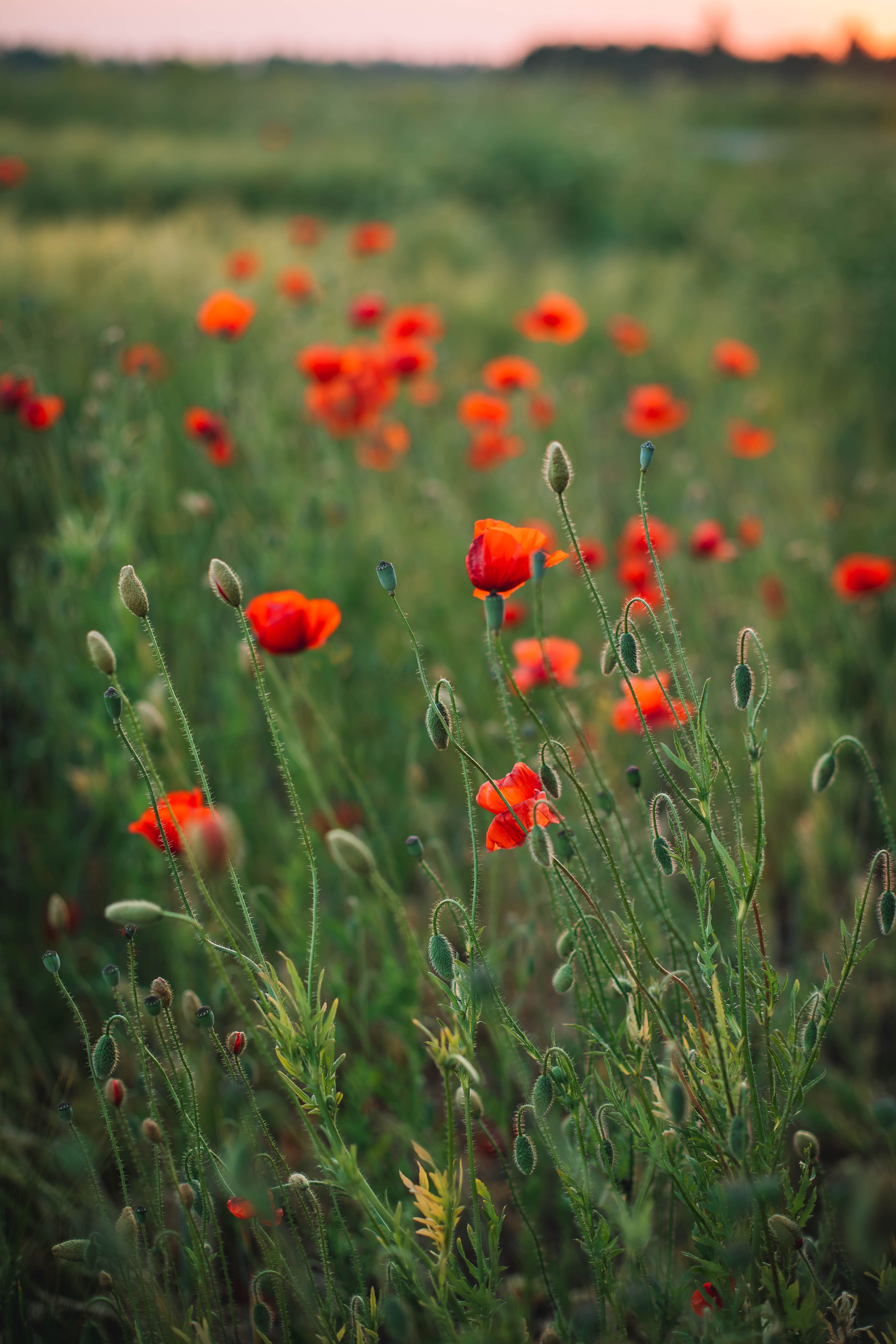 A Field of Poppy Flowers · Free Stock Photo