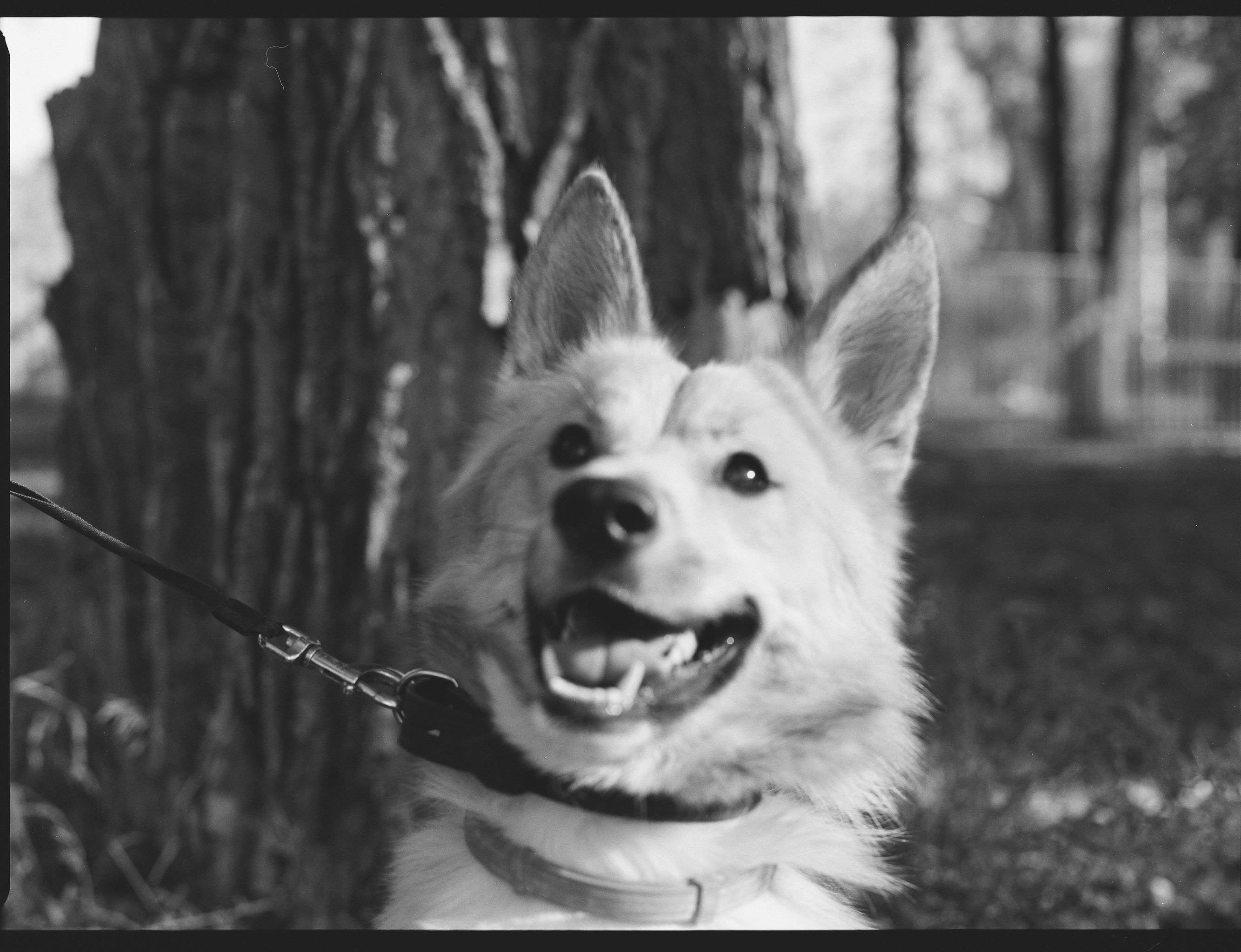 Grayscale Photo of a Dog · Free Stock Photo