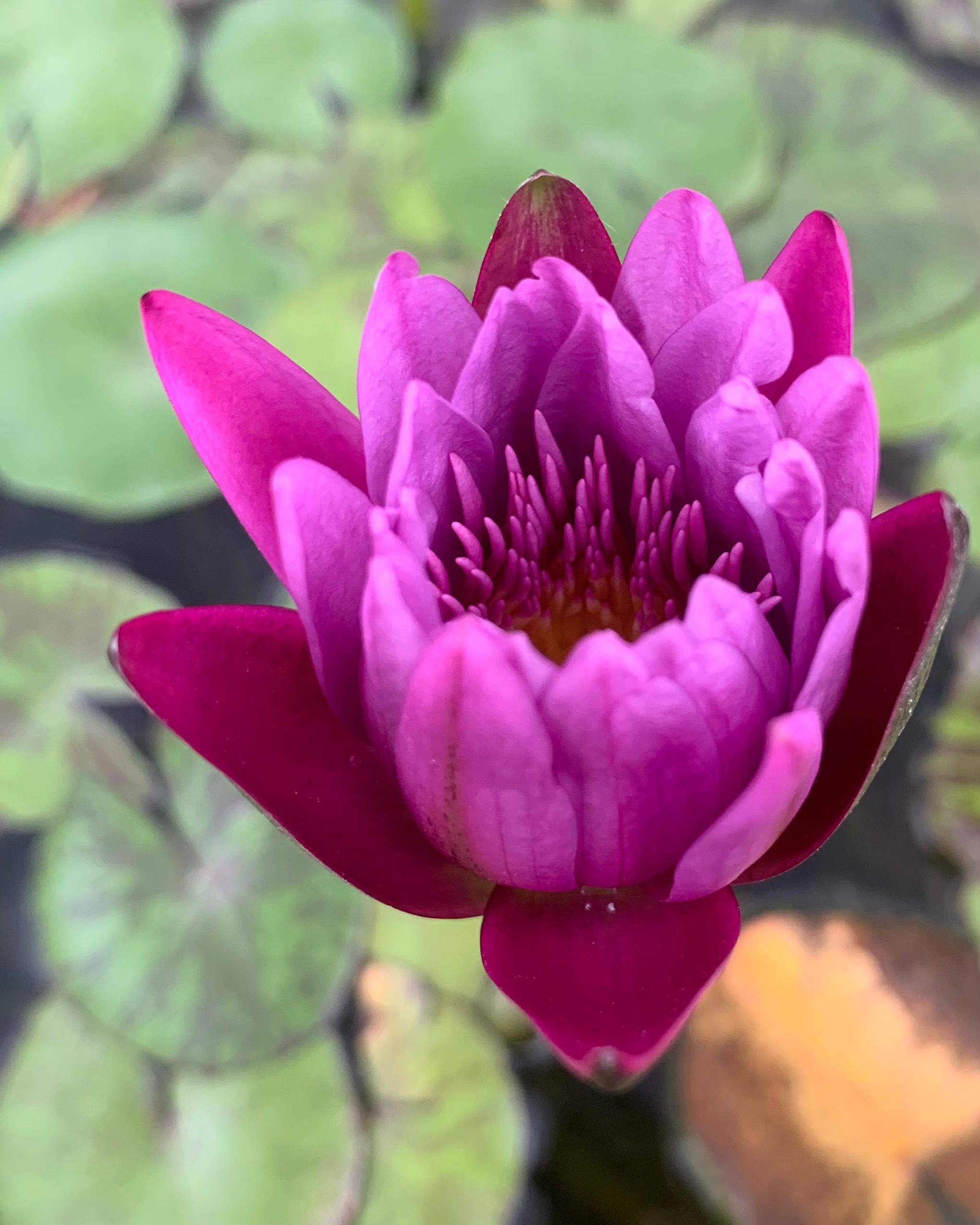 Close Up Photo of Water Lily · Free Stock Photo