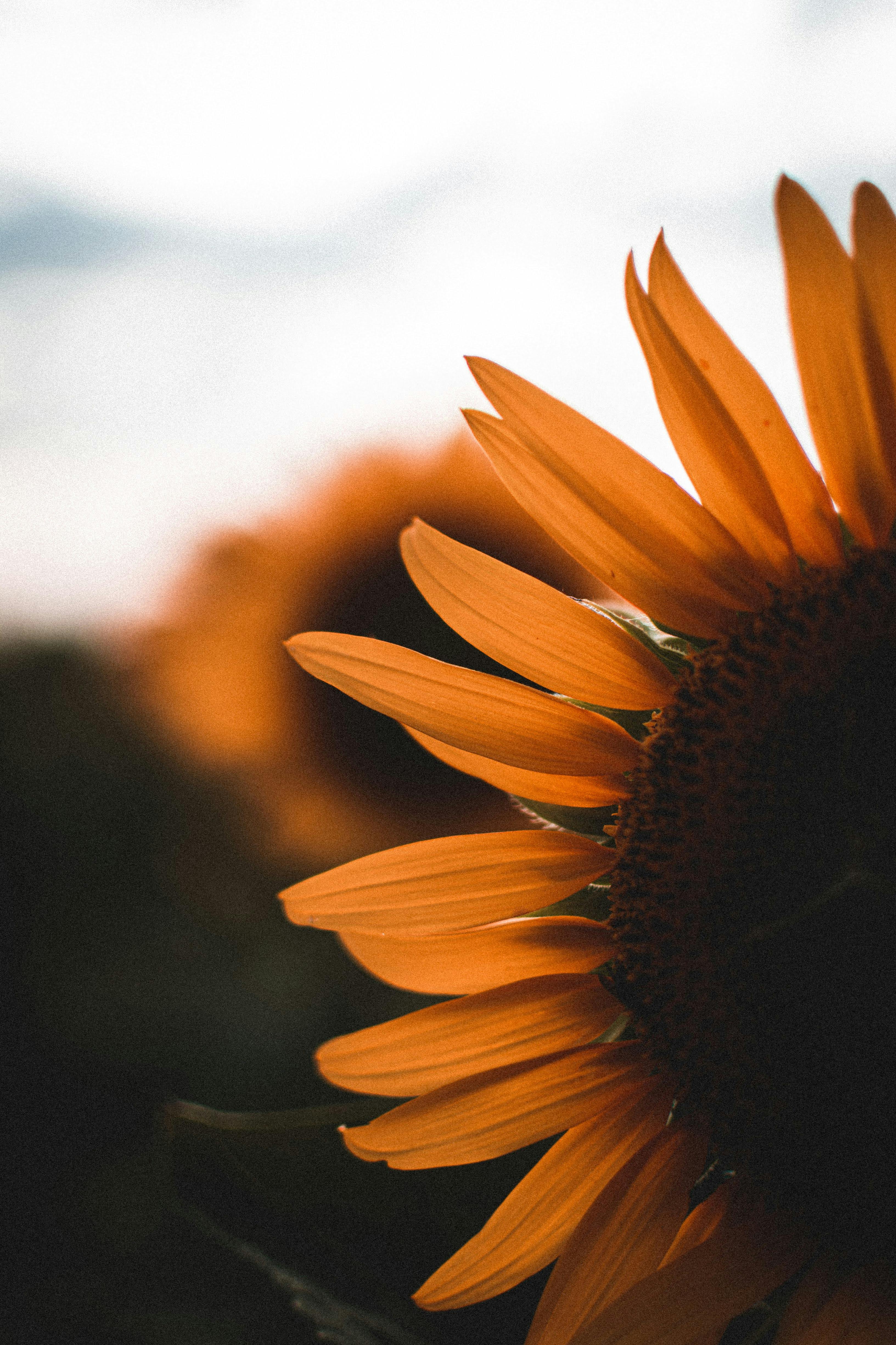 Close Up Photo of Sunflower · Free Stock Photo