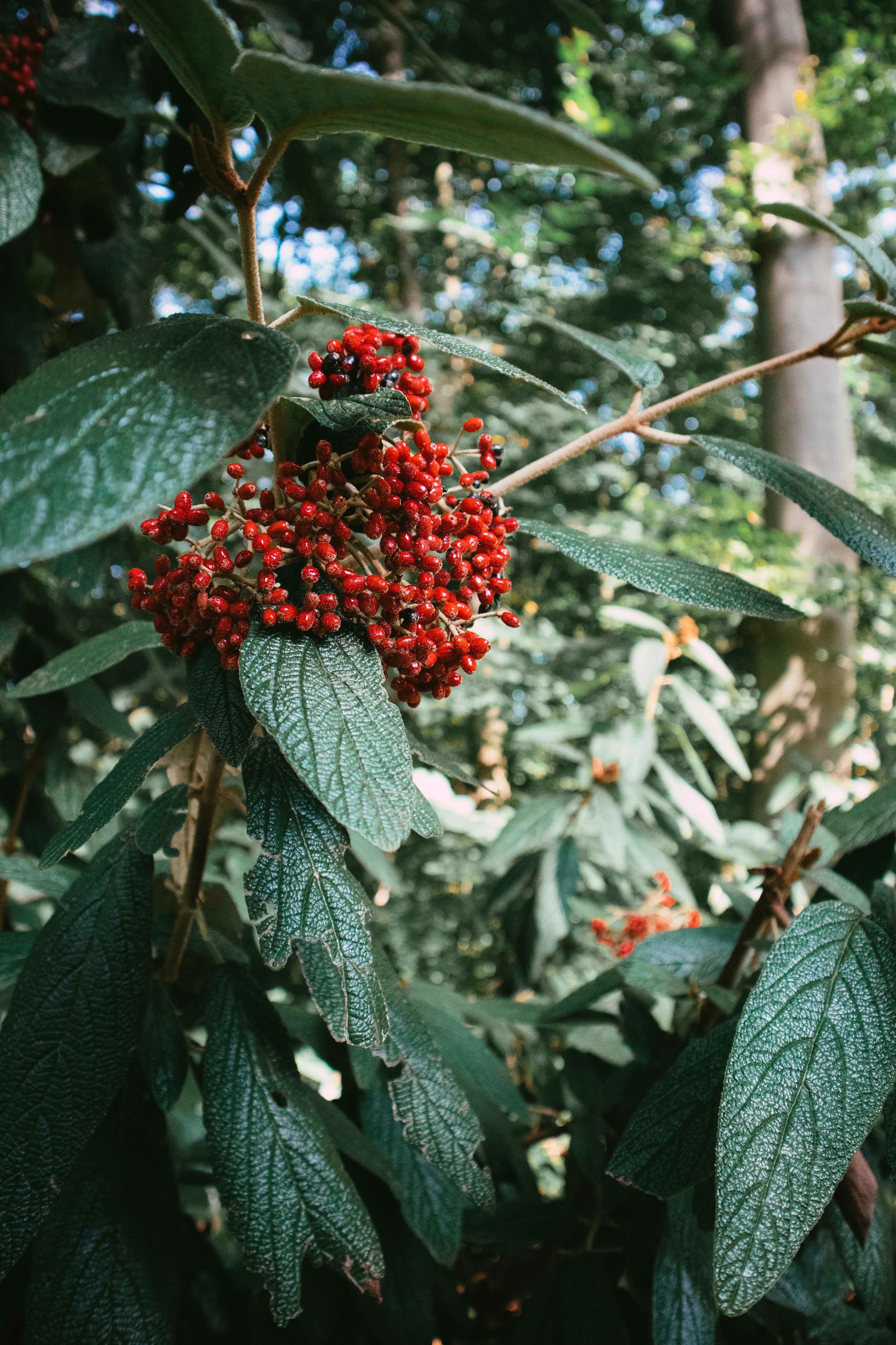 Compress Fruit Photos, Download The BEST Free Compress Fruit Stock ...