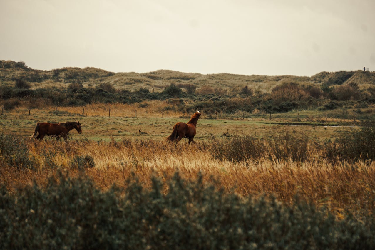Equus (genus) Species Explained Simply and Clearly
