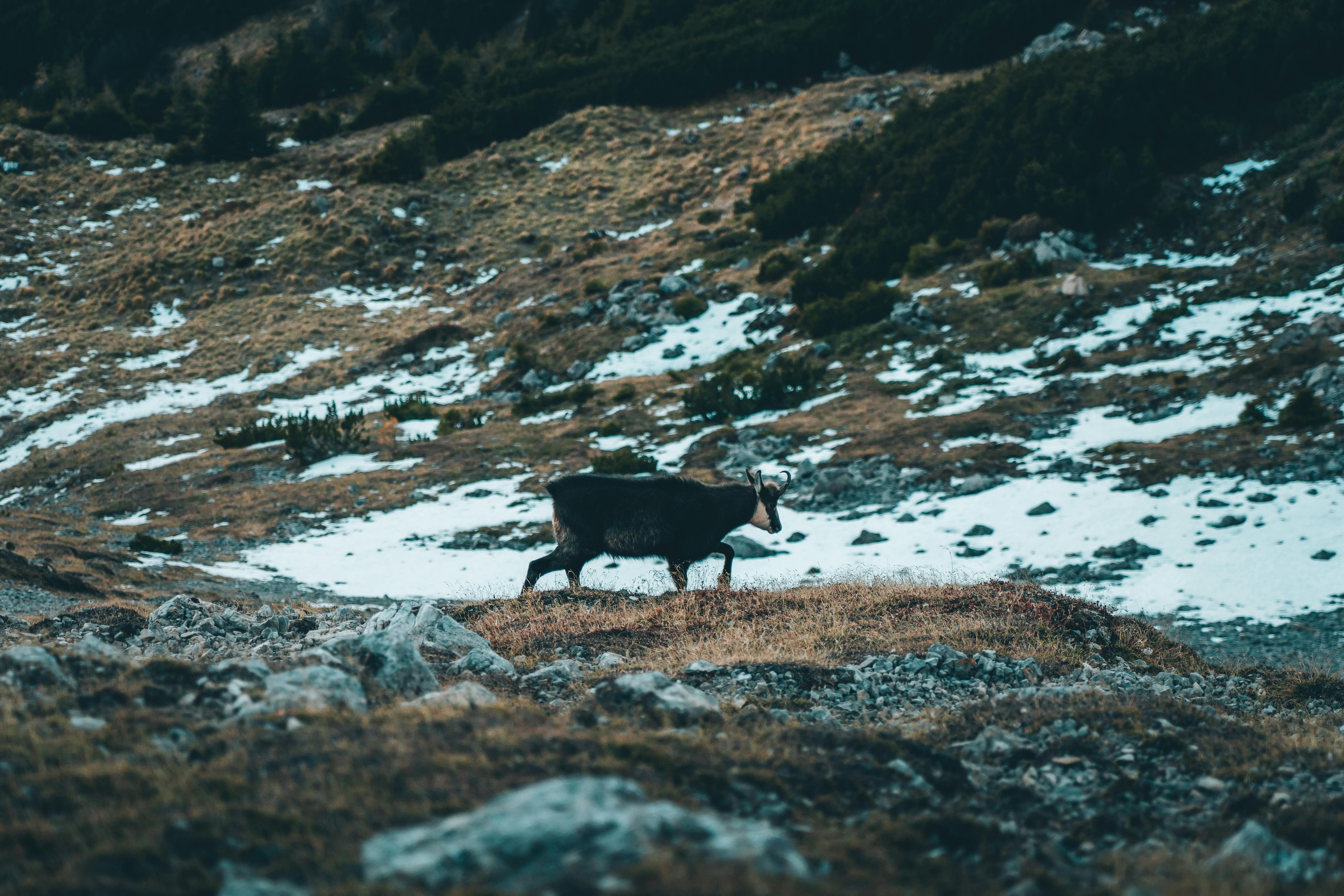 Snow Coated Rocky Mountains Photos, Download The BEST Free Snow Coated ...