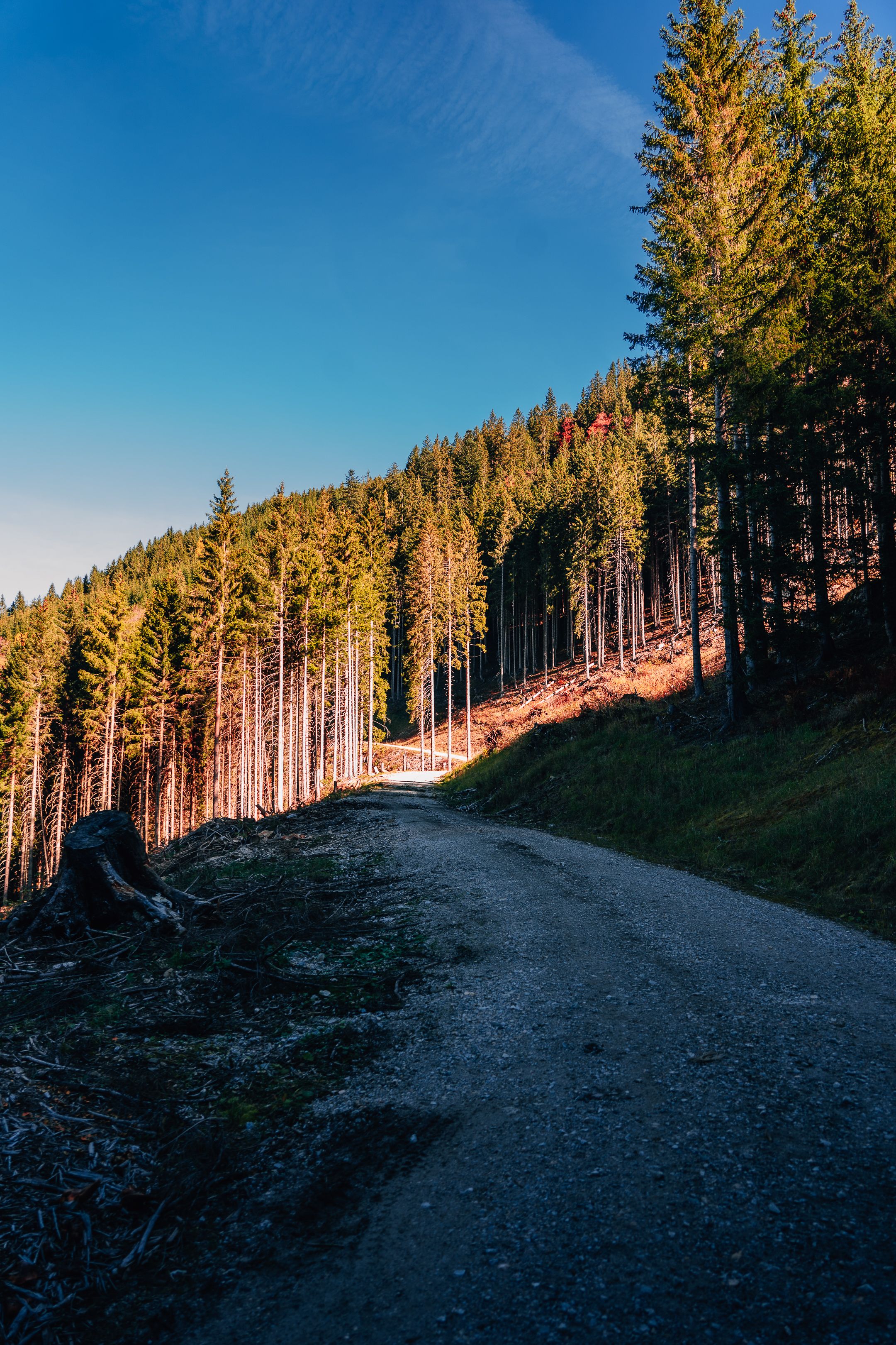 Birds Eye View of Forest · Free Stock Photo