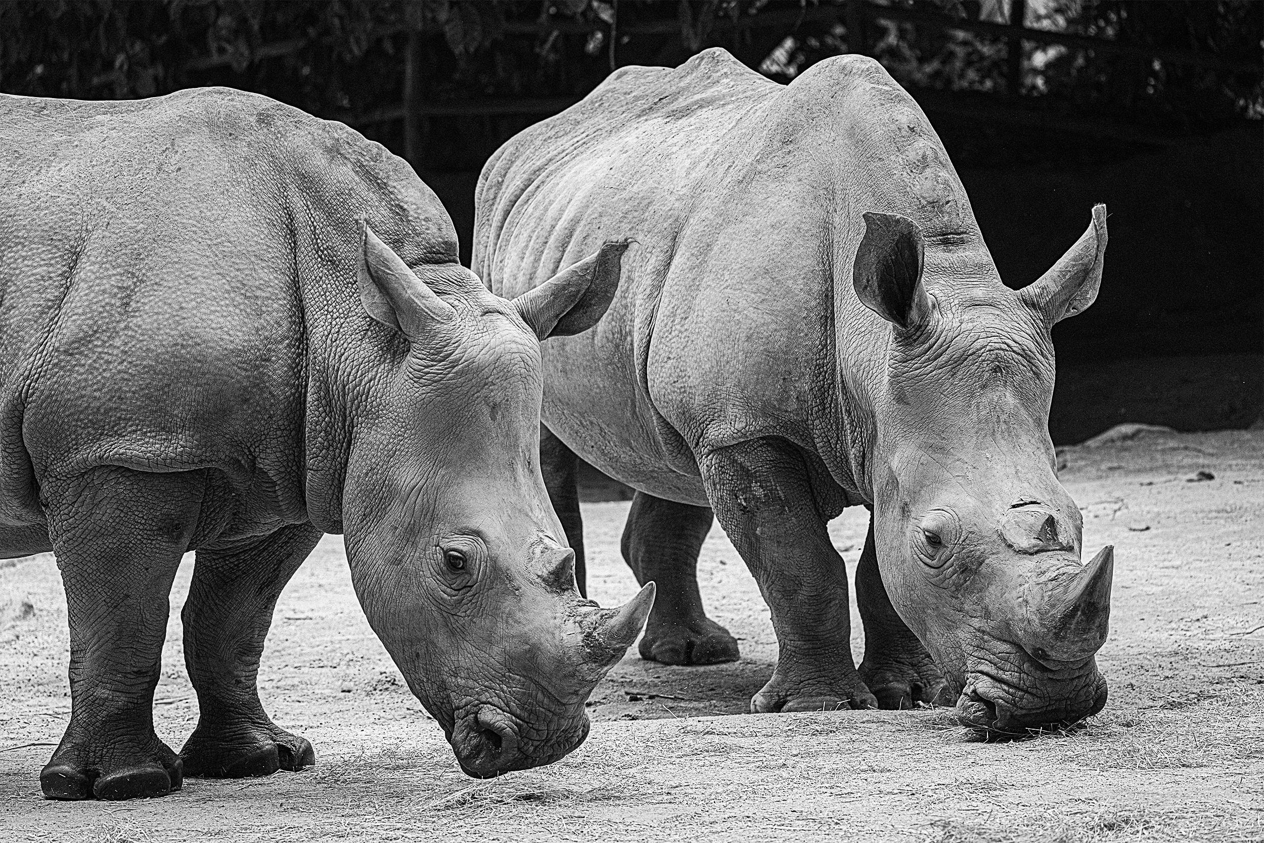 Rhinoceroses Photos, Download The BEST Free Rhinoceroses Stock Photos ...