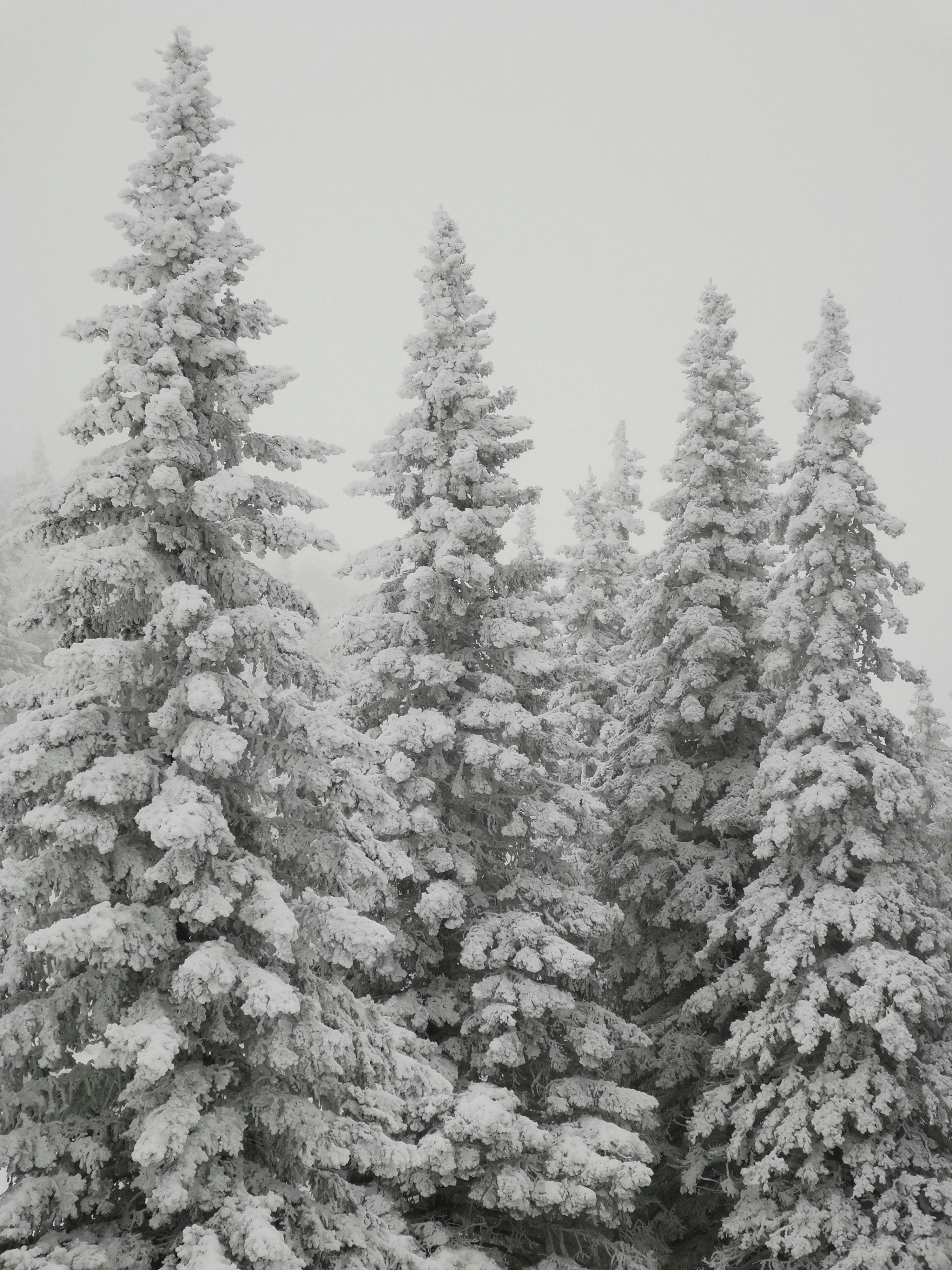 A Snow Covered Trees Under the White Sky · Free Stock Photo
