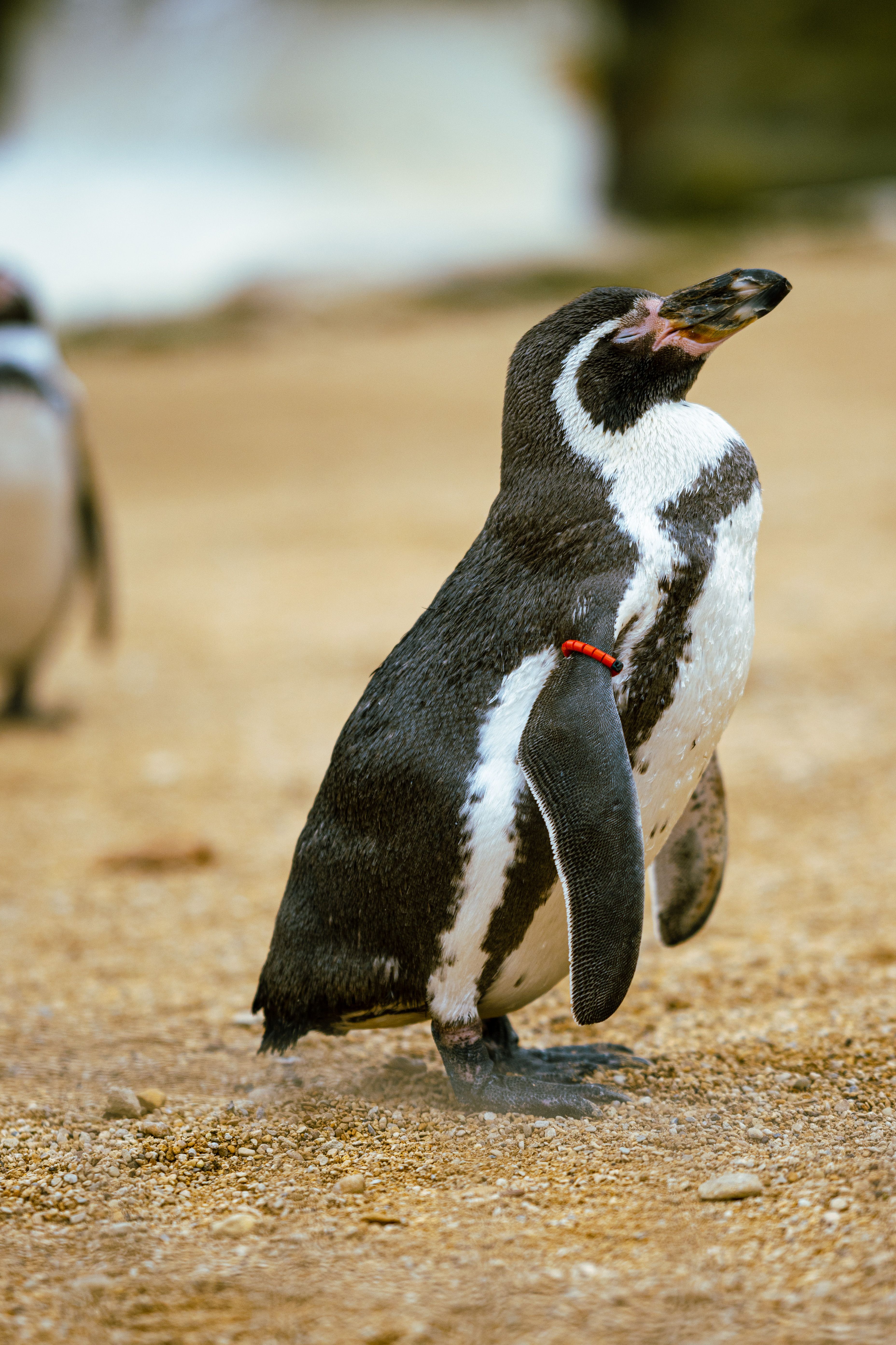 Black and White Penguin on Brown Sand · Free Stock Photo