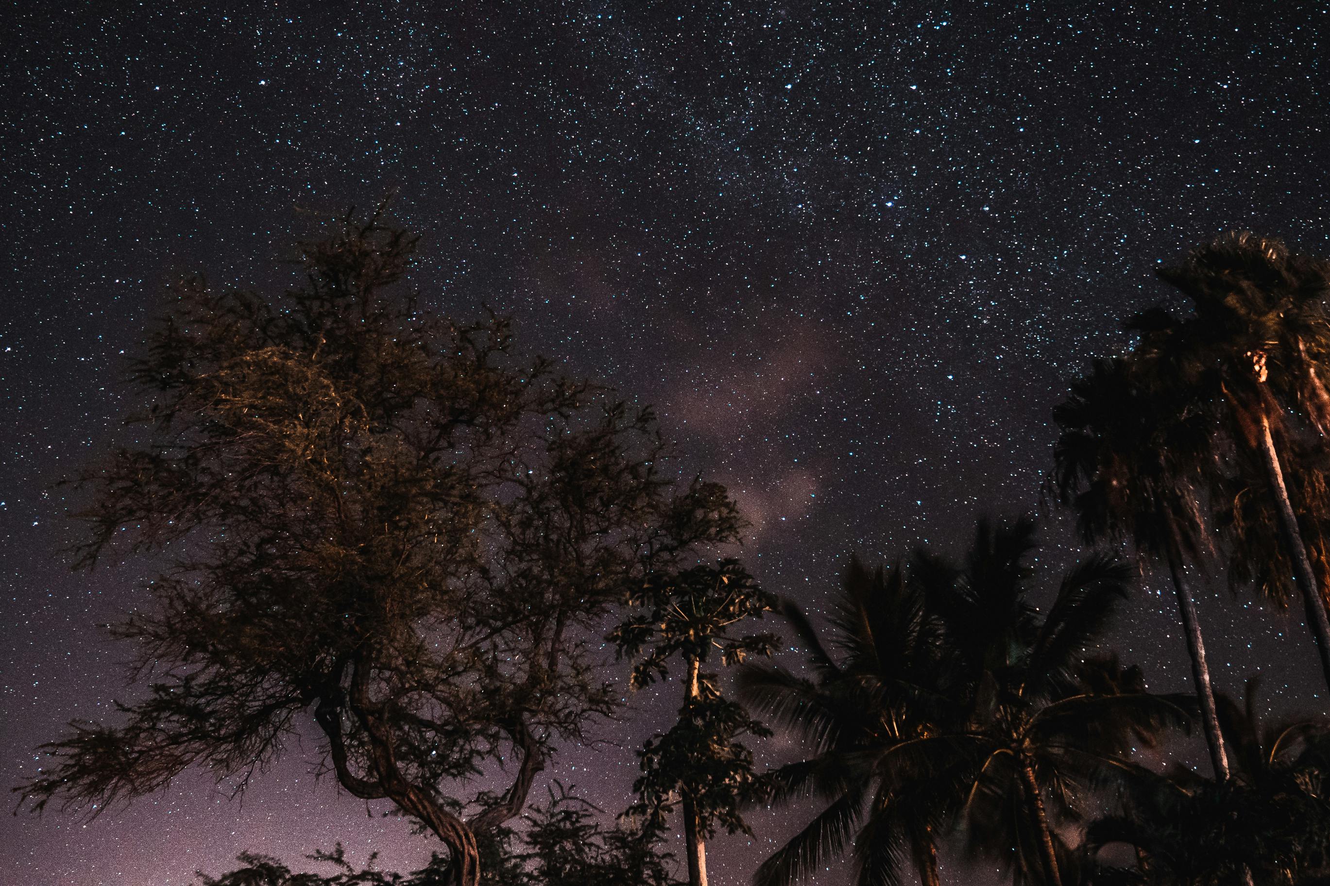 Green Trees during Night Time · Free Stock Photo
