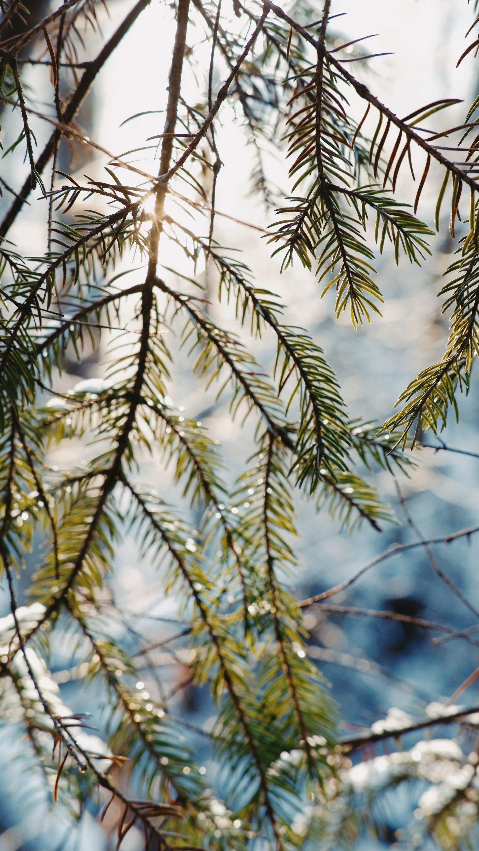 Branches of a Conifer · Free Stock Photo