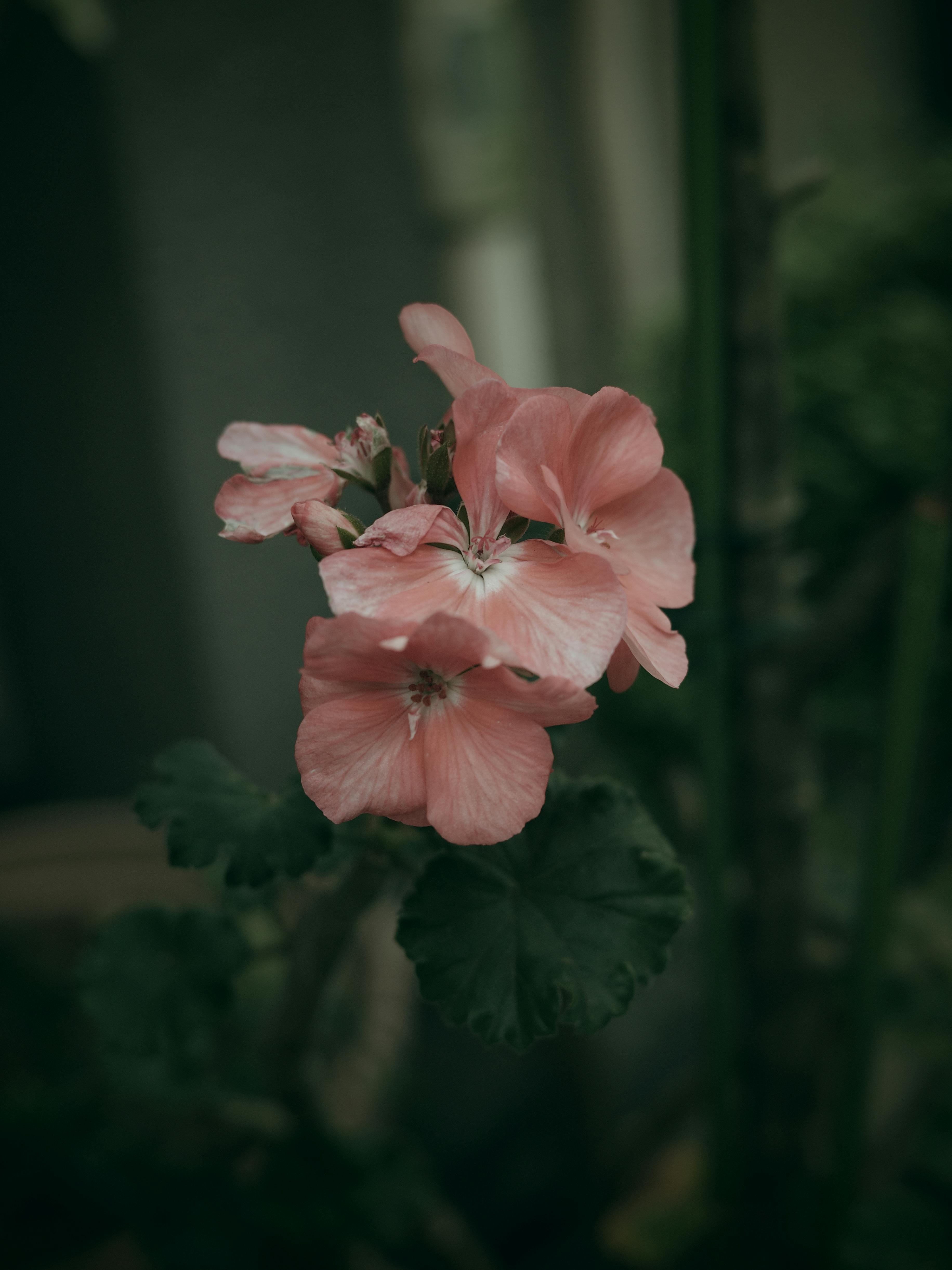 Close-Up Shot Of Pink Flowers · Free Stock Photo