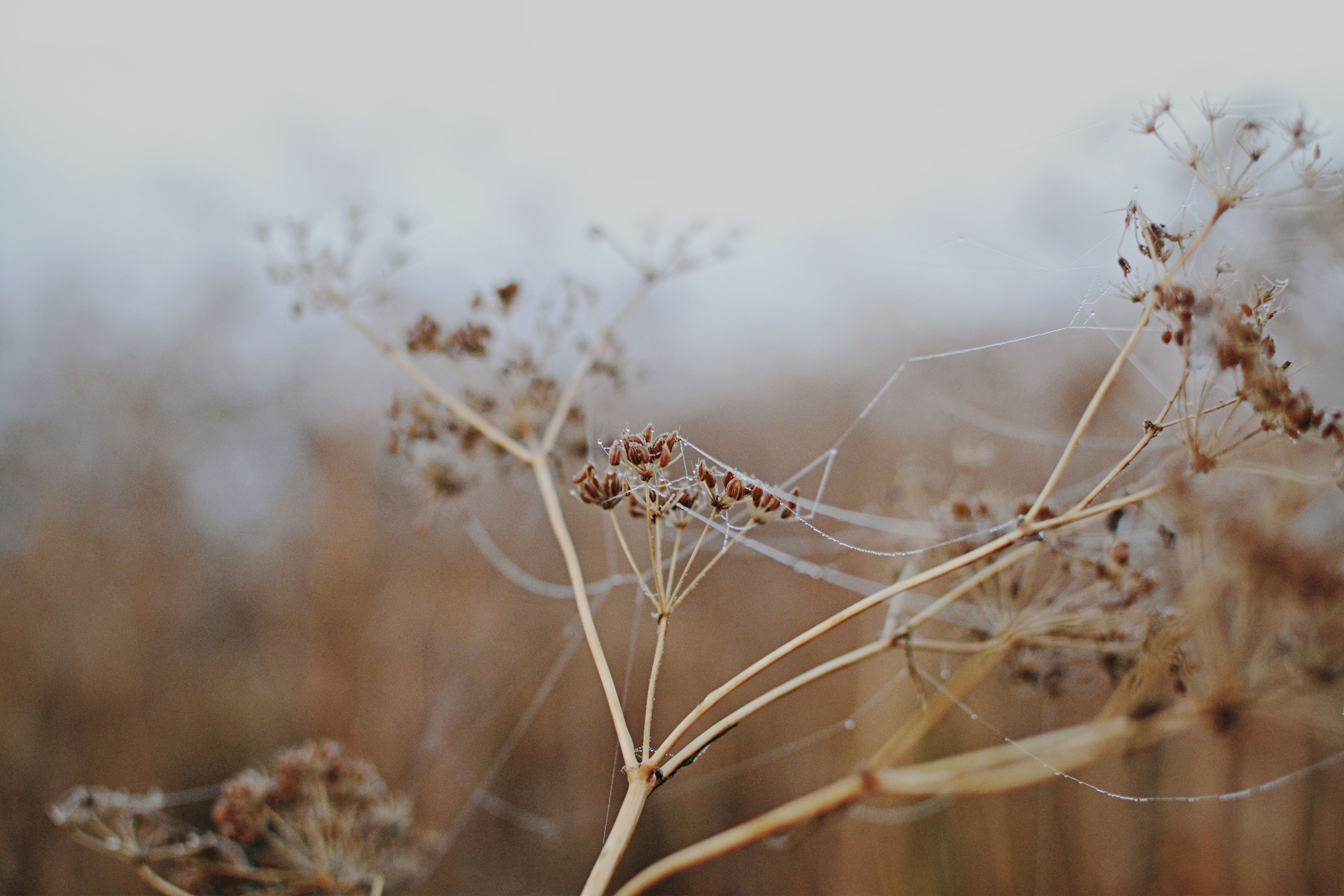 Dark Photo of a Tree with Husks · Free Stock Photo