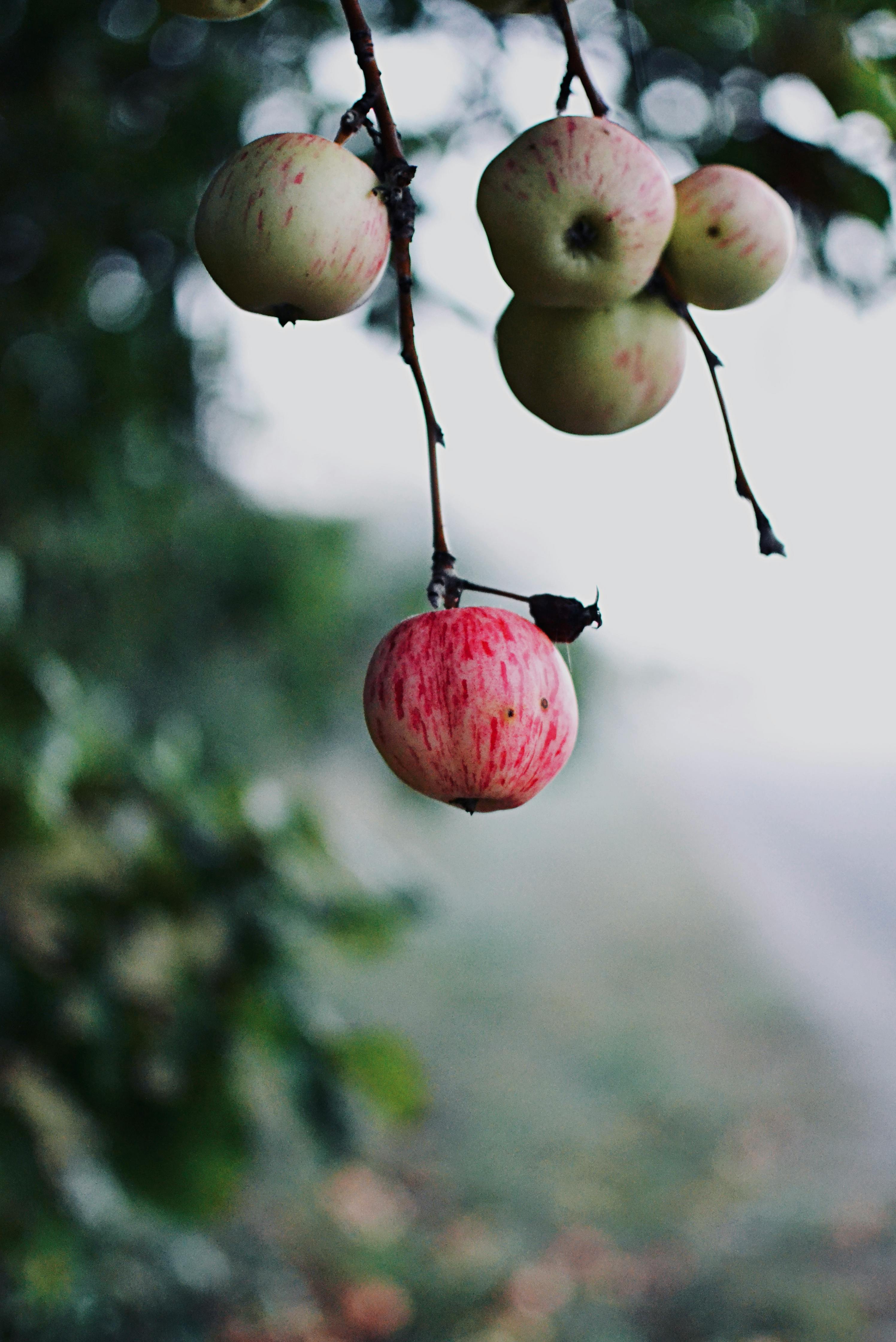 Three Red Apples · Free Stock Photo