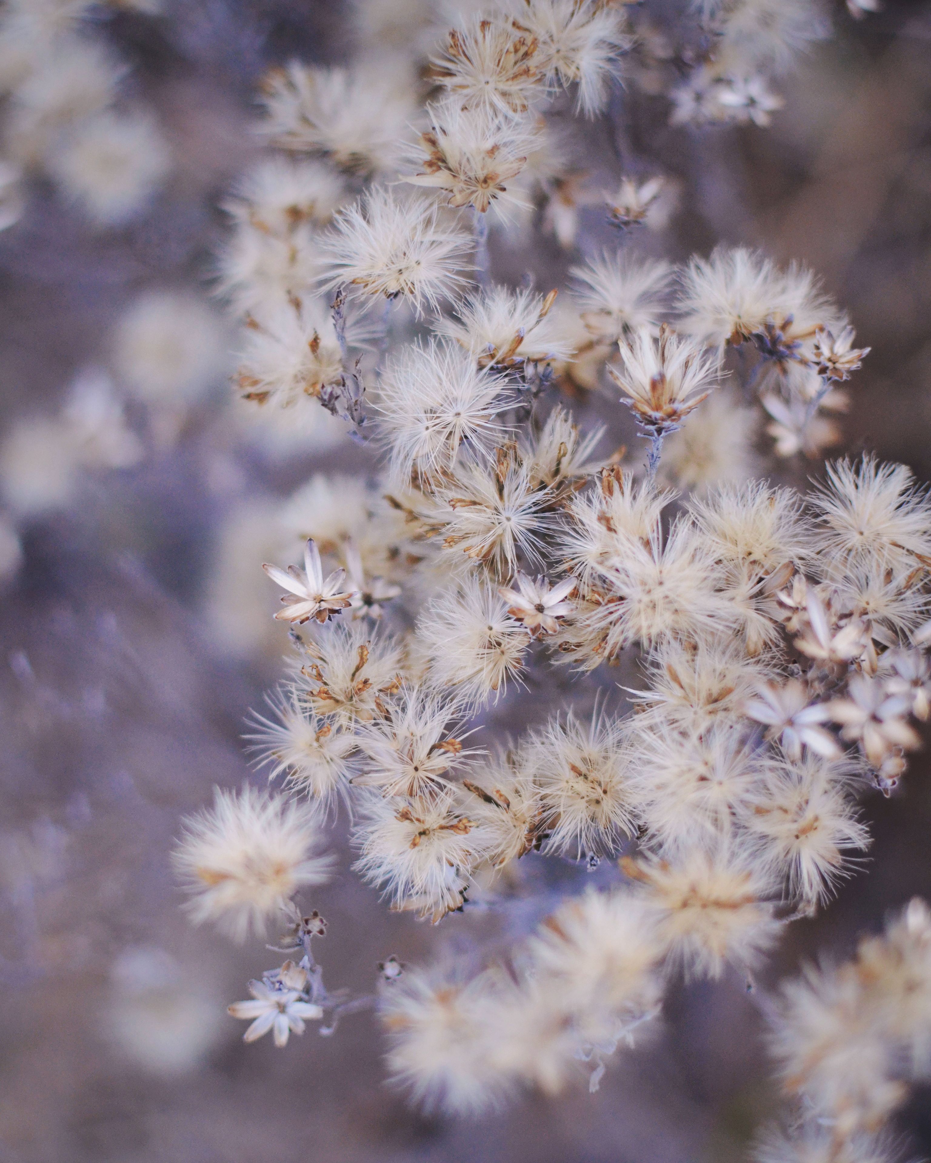 Close-up of White Flowers · Free Stock Photo