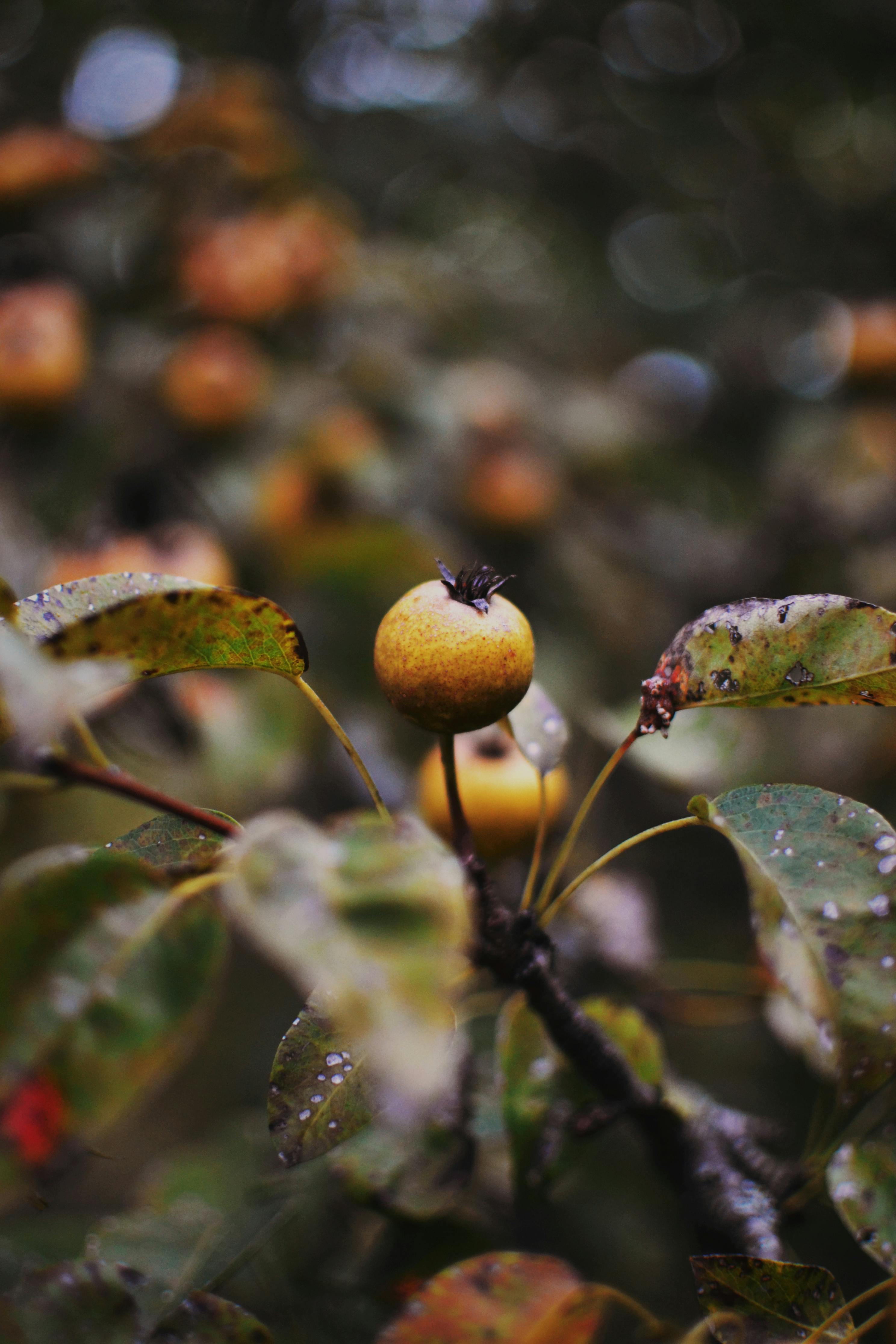 Frozen Branch with Fruits and Leaves of Crab Apple in Garden · Free ...