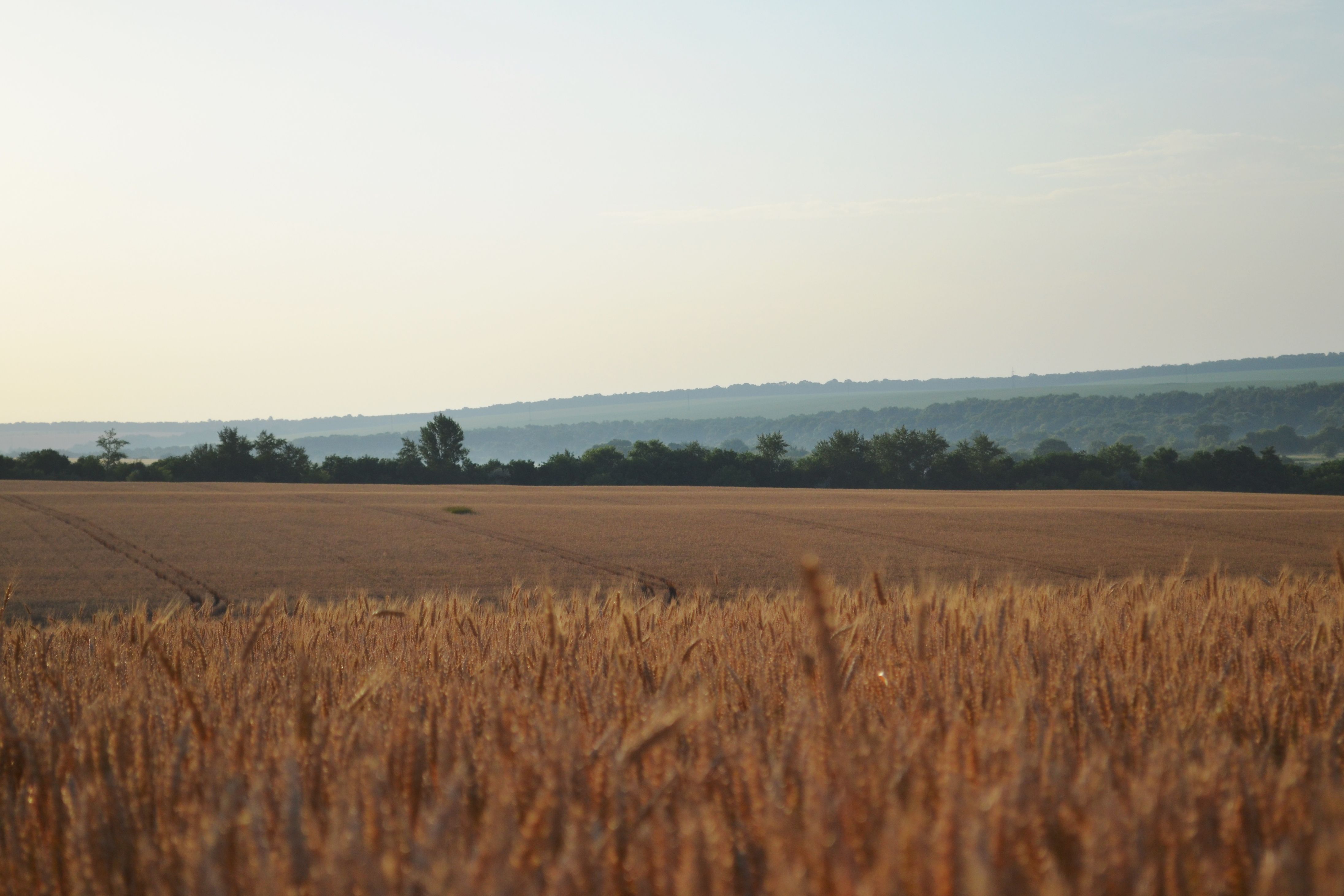 A Cropland in the Countryside · Free Stock Photo