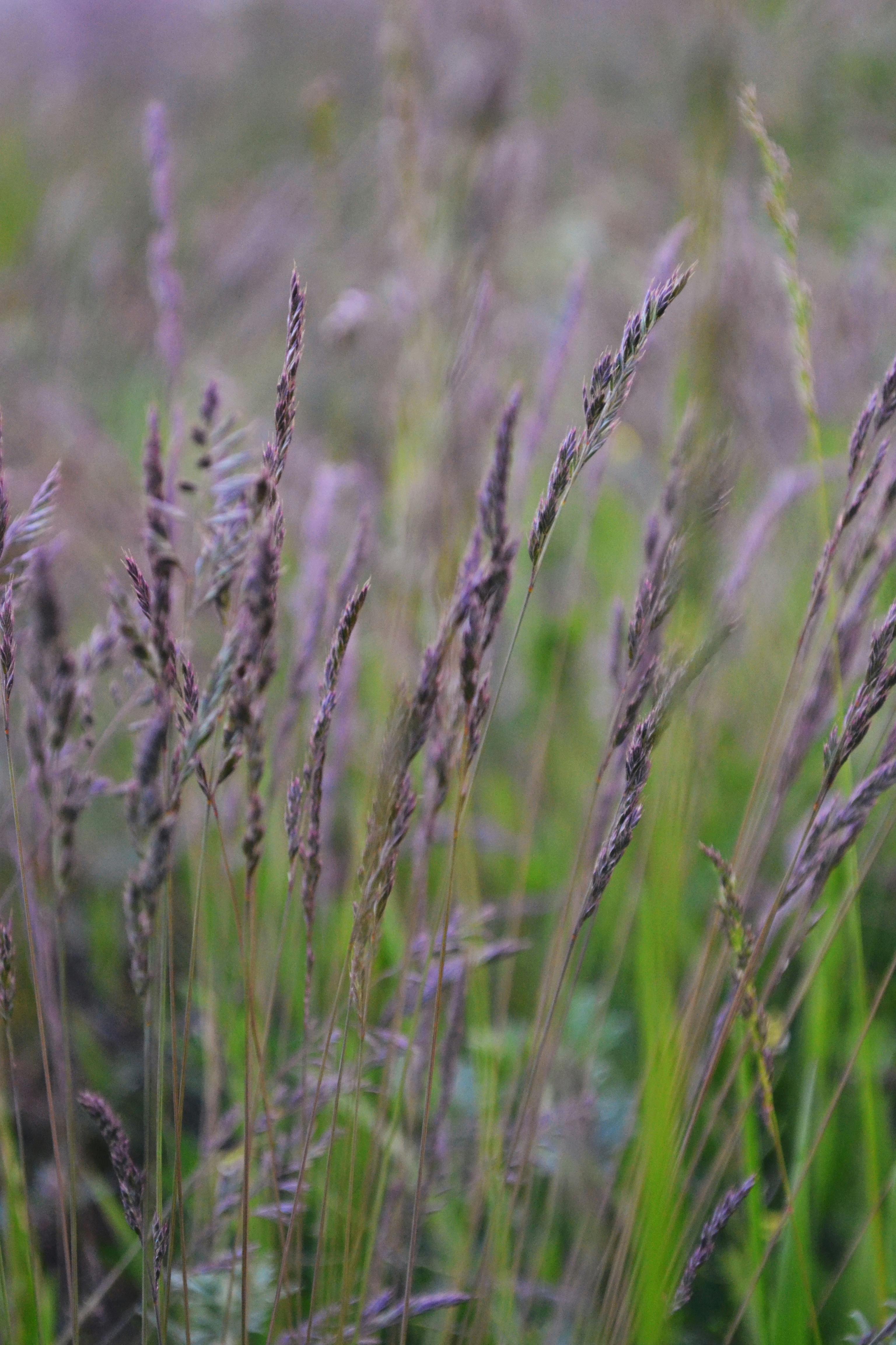 Purple Seedheads of Crops · Free Stock Photo