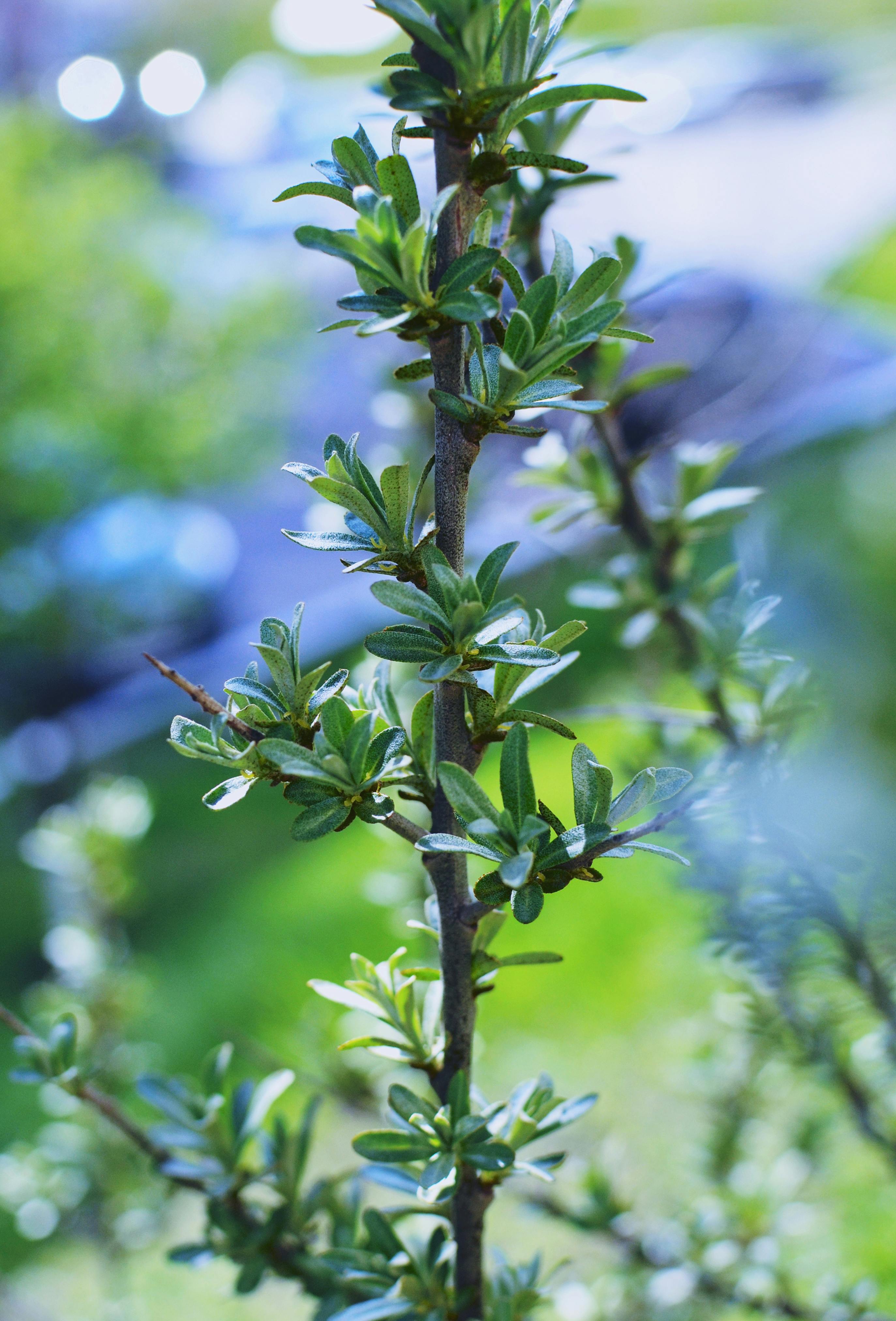A Tree with Green Leaves · Free Stock Photo