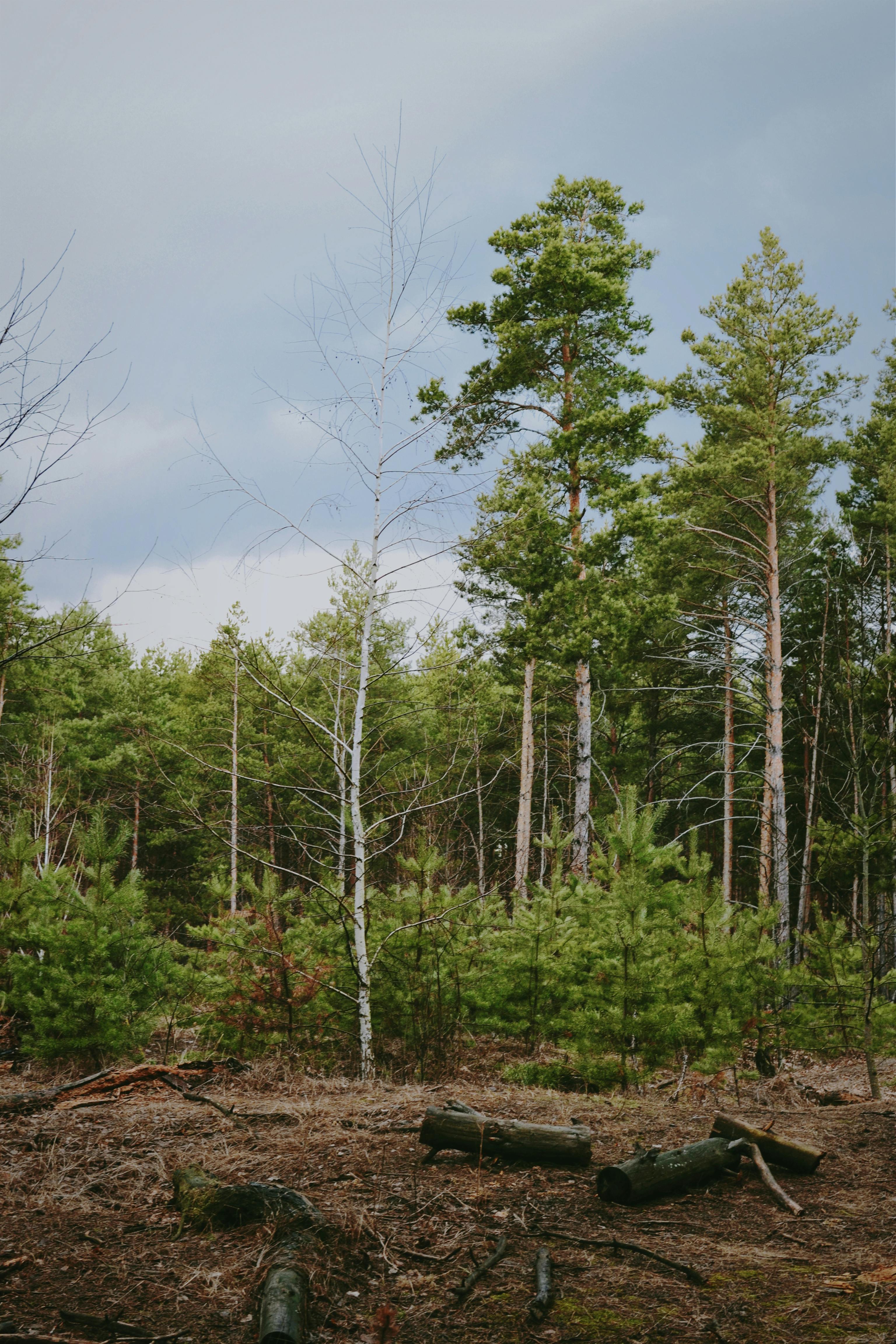 Forest during Day · Free Stock Photo