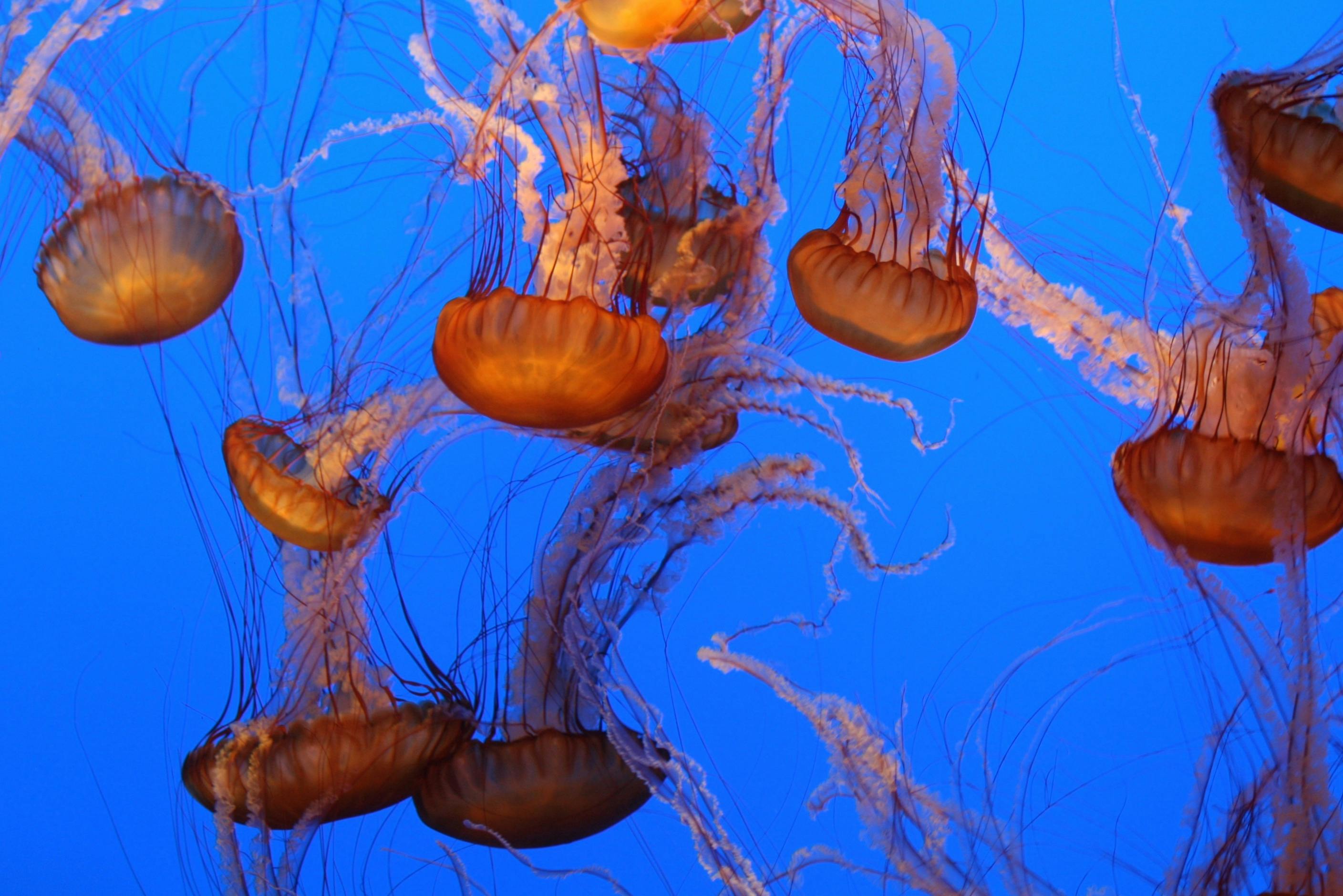 Jellyfish Inside An Aquarium · Free Stock Photo