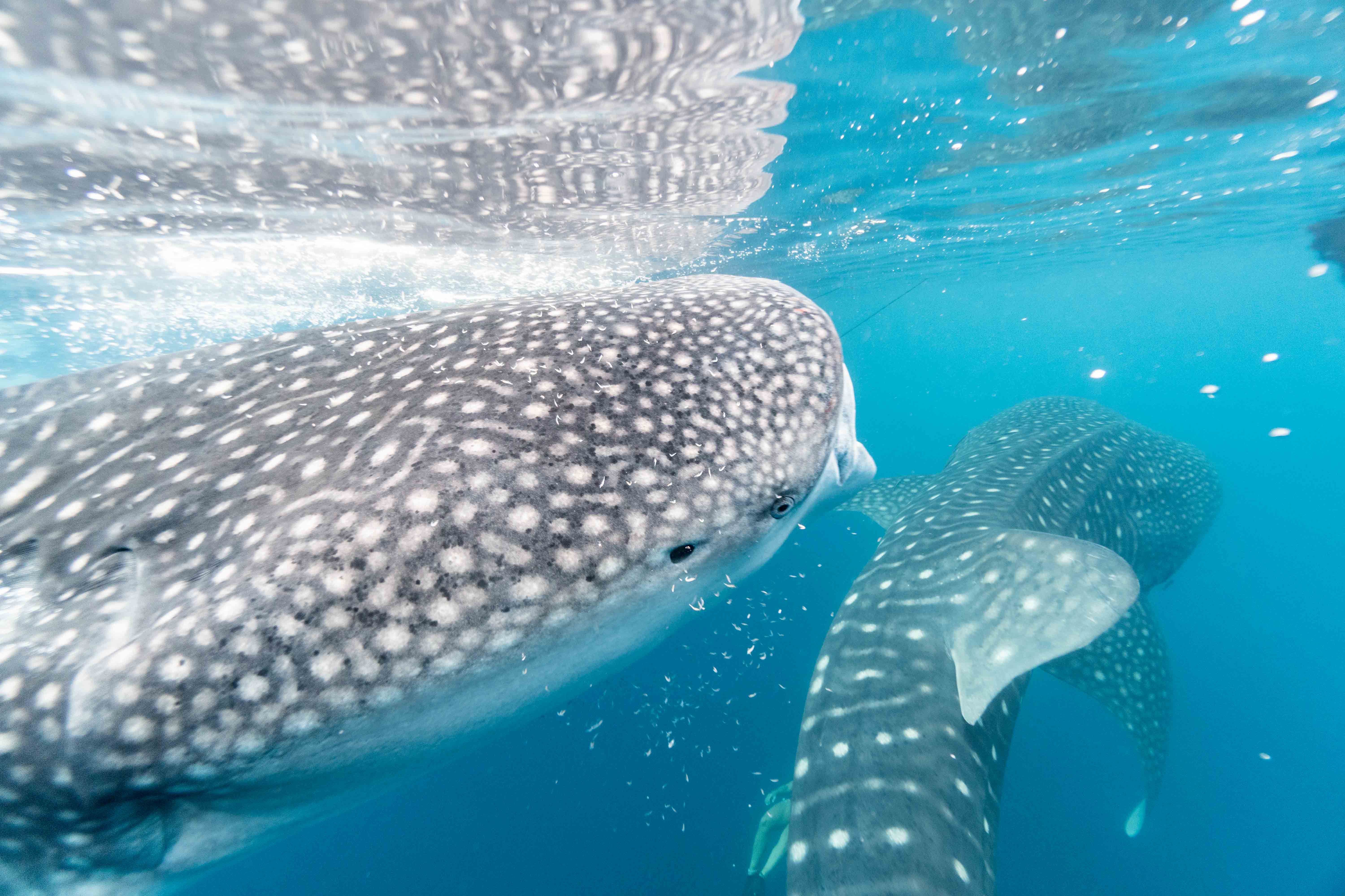 200+ Best Whales Photos · 100% Free Download · Pexels Stock Photos