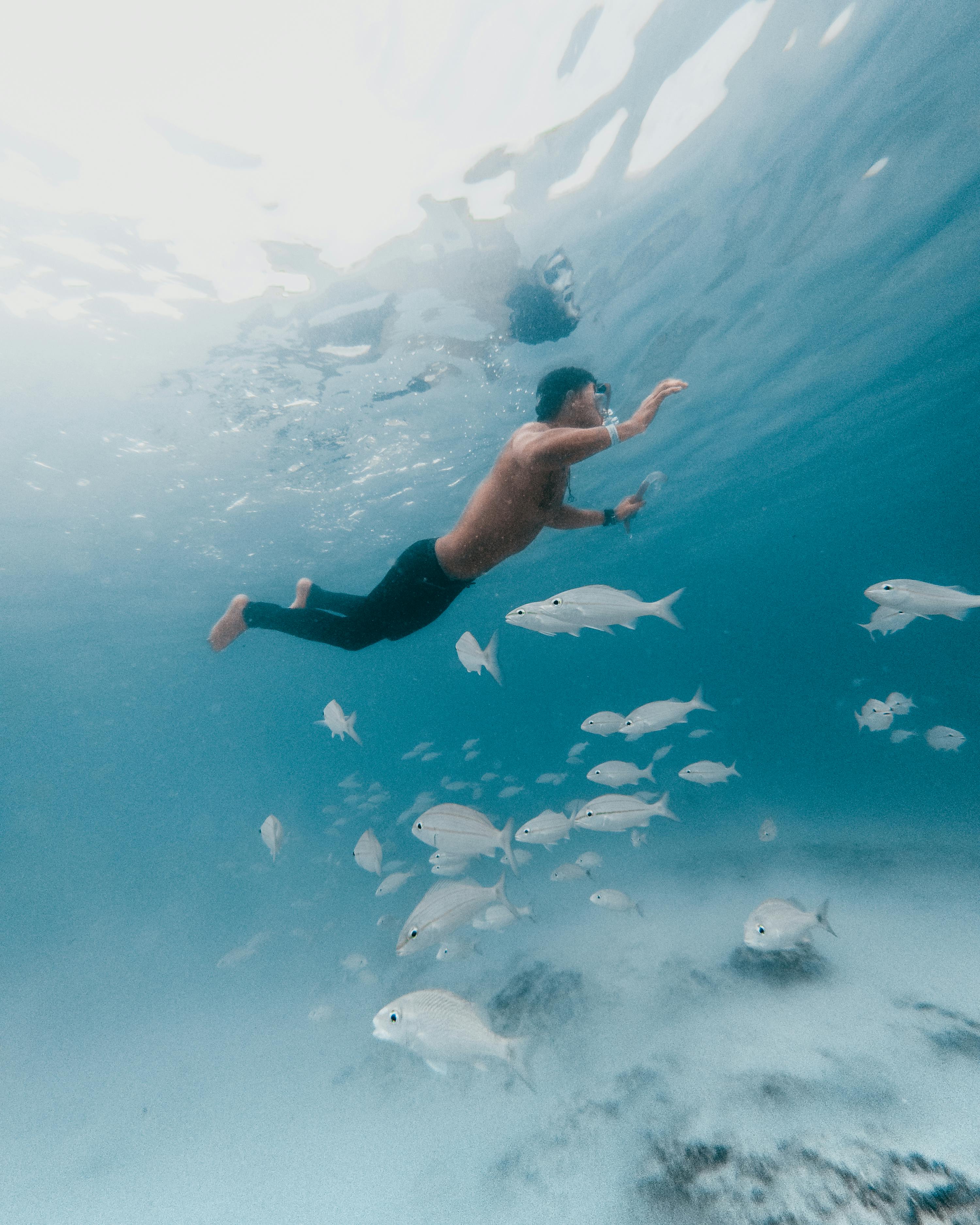 Man Swimming with Fish · Free Stock Photo