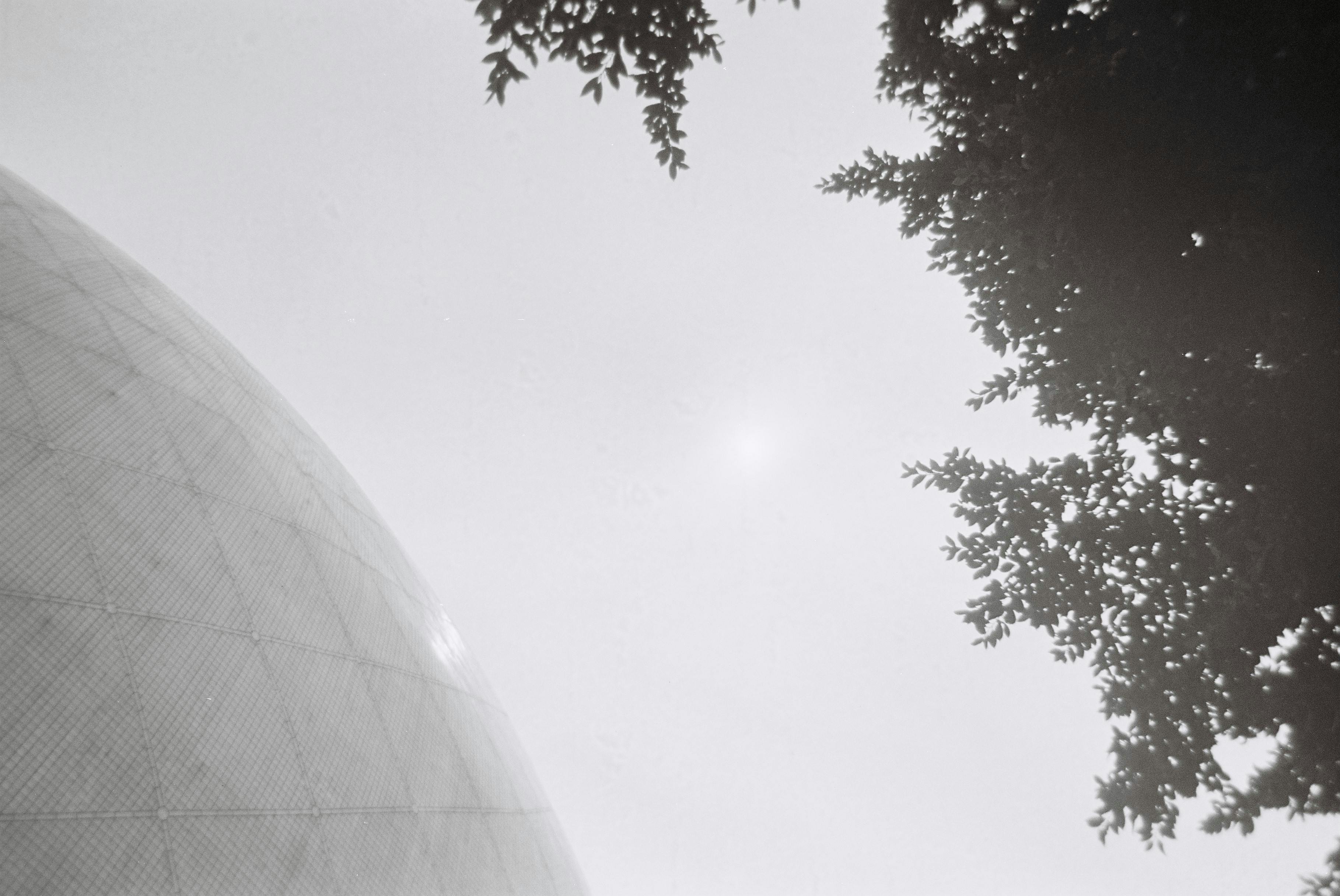 View of a Dome and a Tree · Free Stock Photo