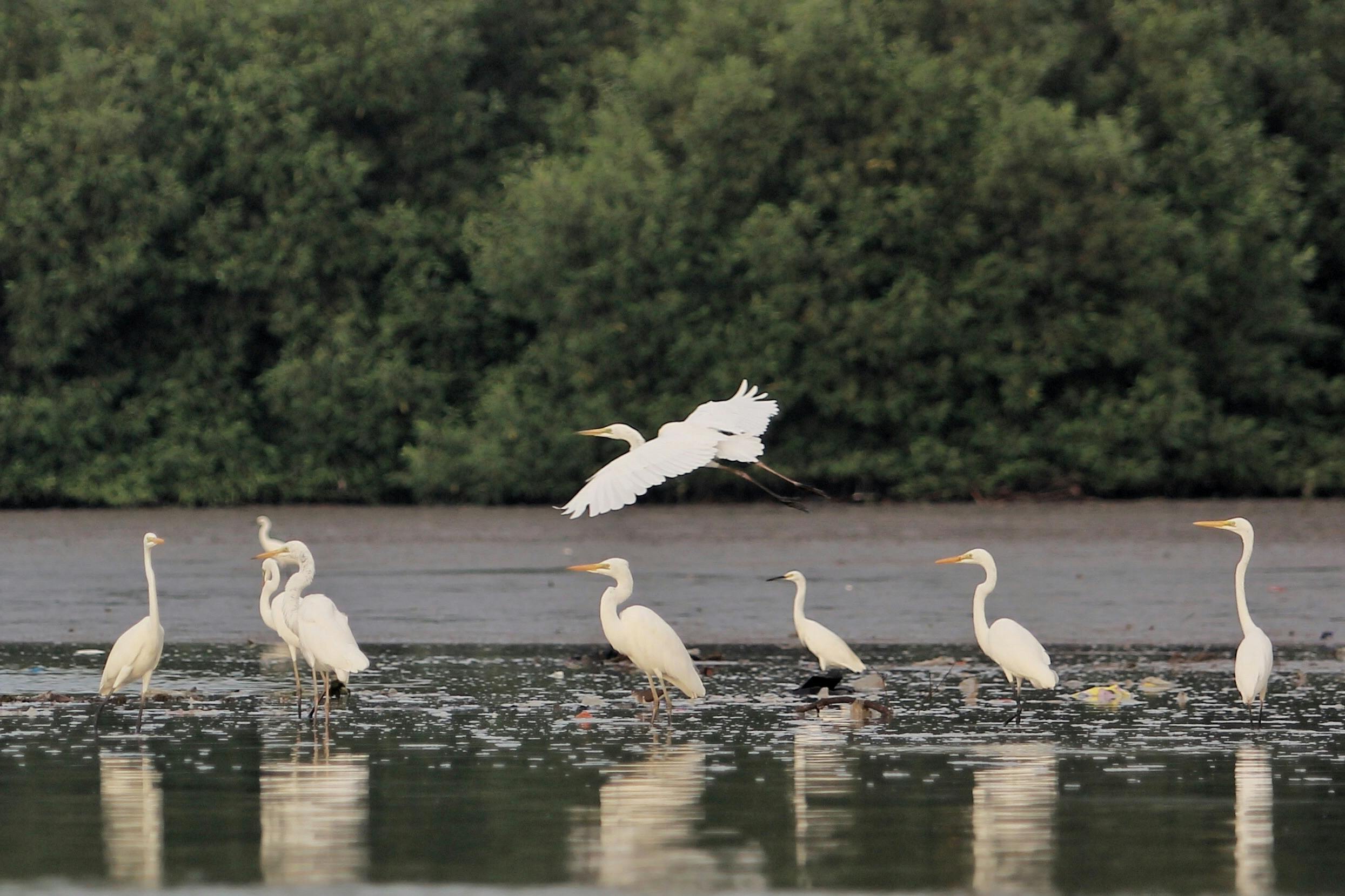 6.481+ Fotos y Imágenes de Garzas comunes Gratis · Banco de Fotos Gratis