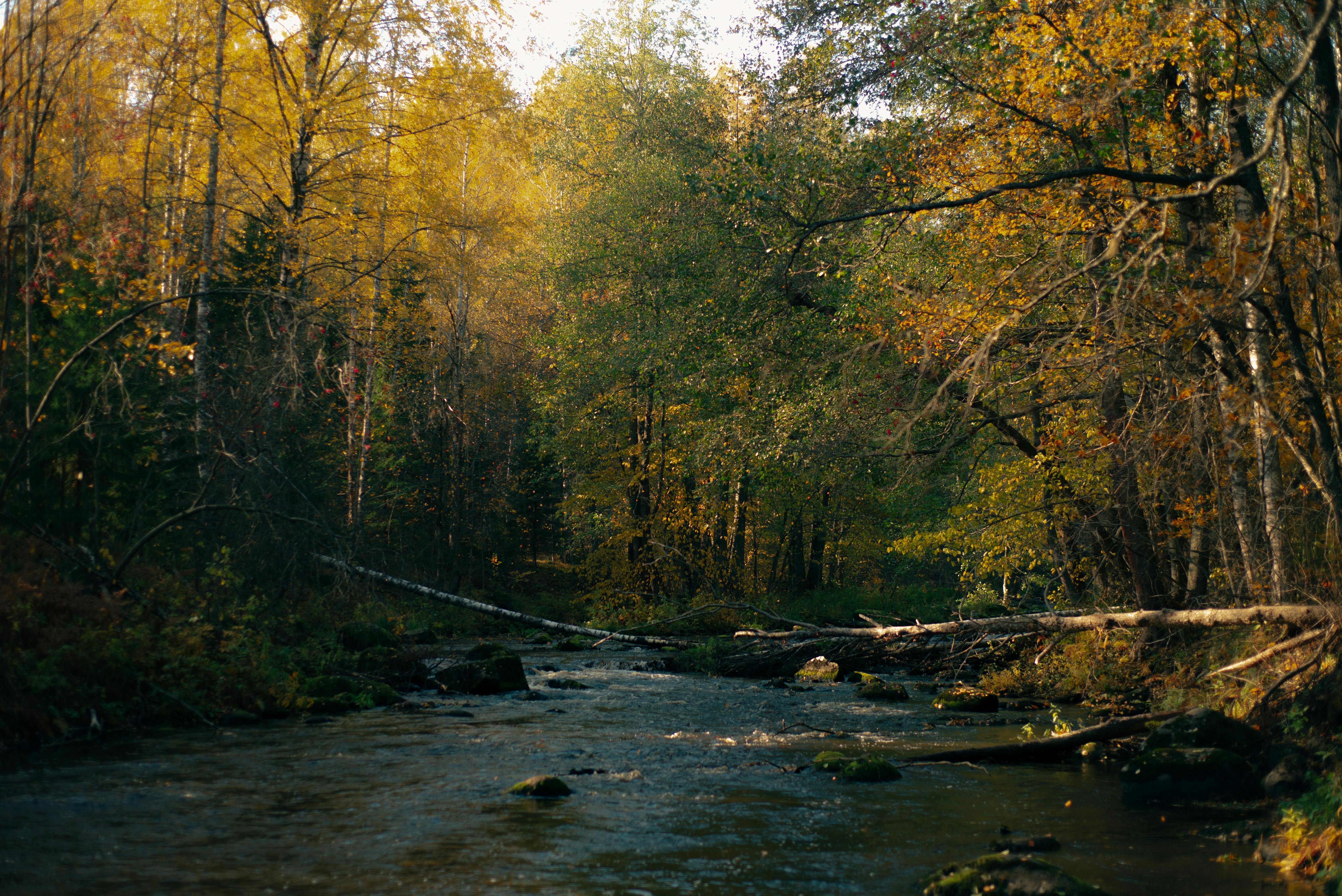 A River in the Forest · Free Stock Photo