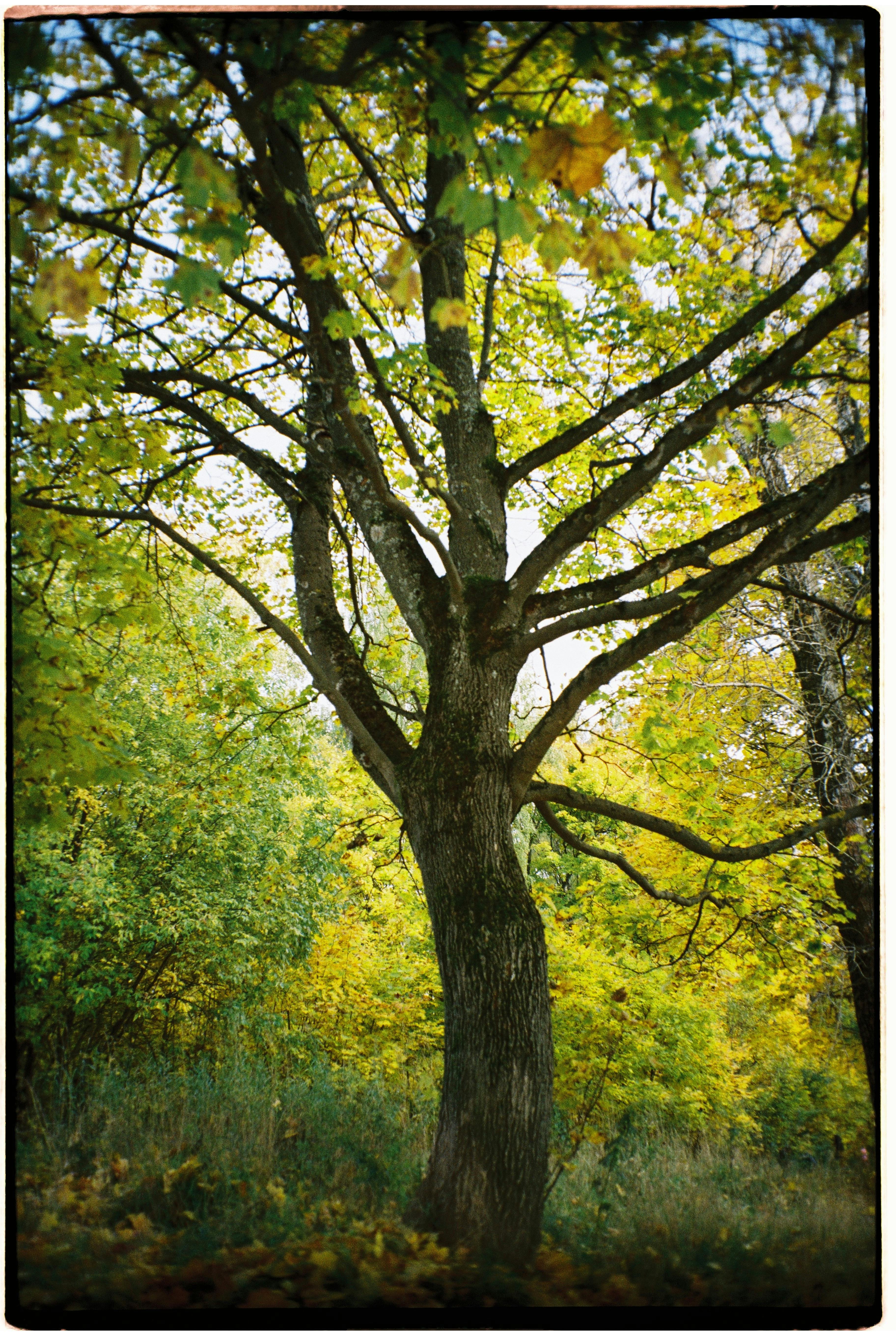 A Tree in a Forest · Free Stock Photo
