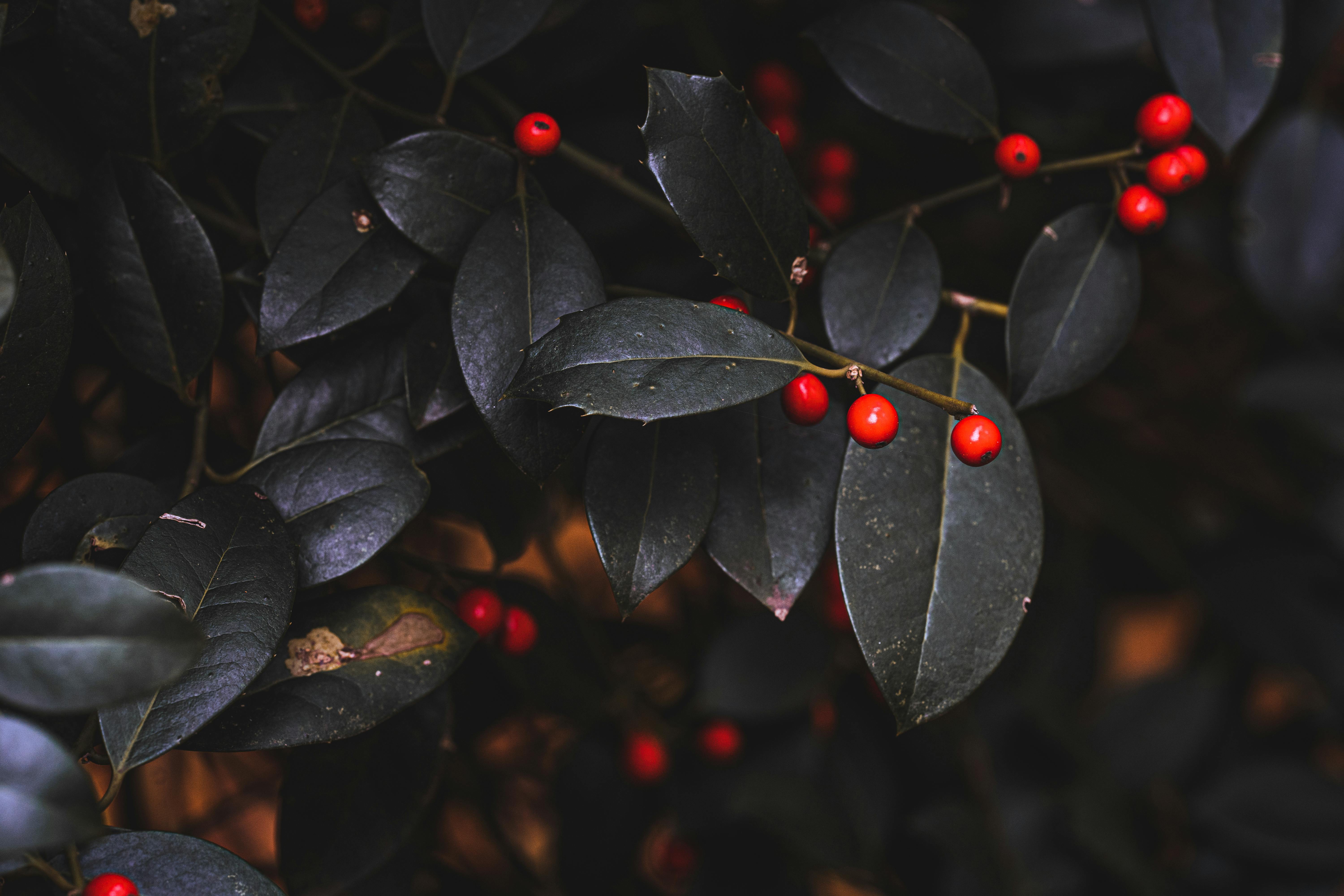 Poison Tree Photos, Download The BEST Free Poison Tree Stock Photos ...