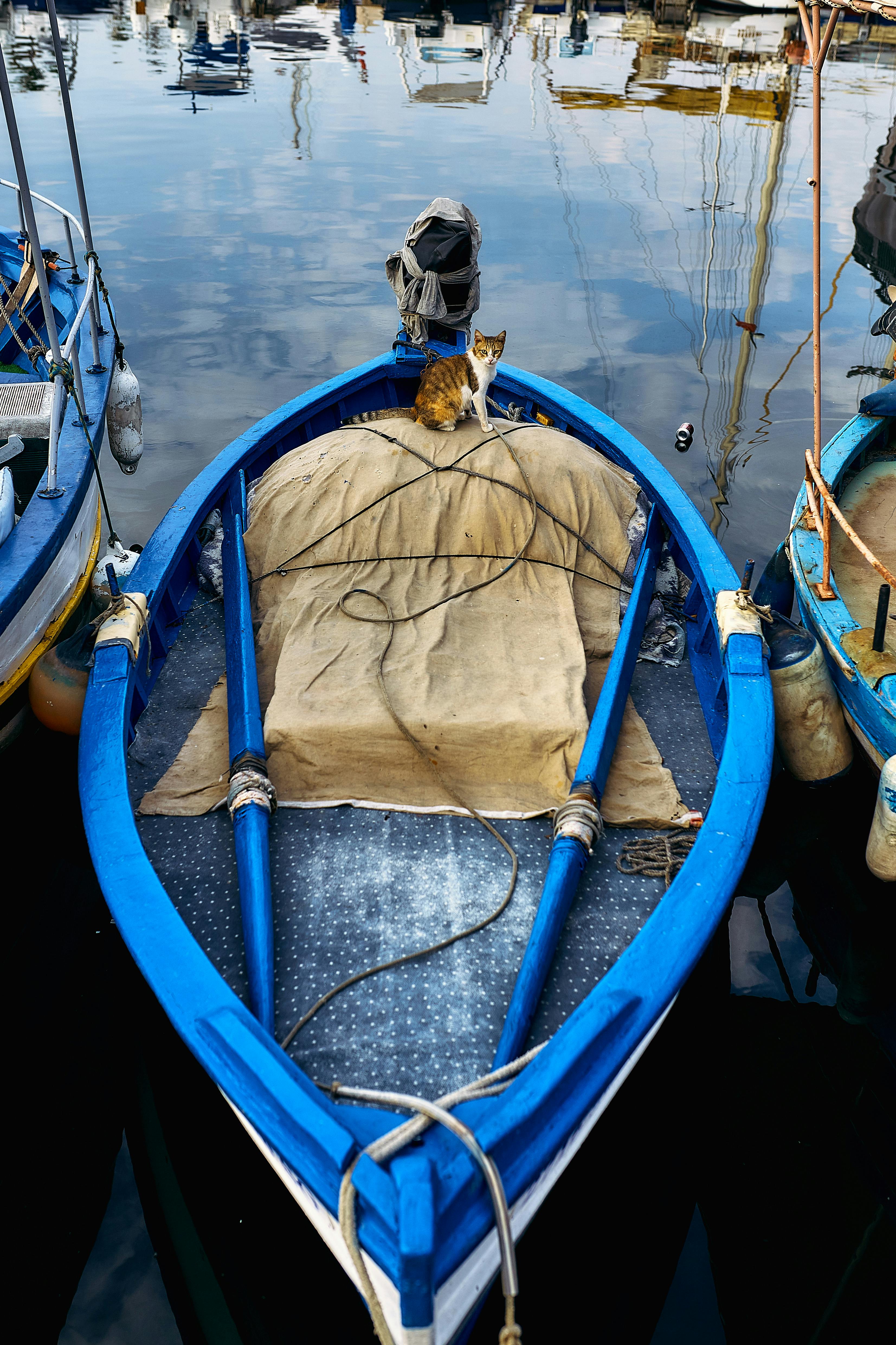 Cat Boat Photos, Download The BEST Free Cat Boat Stock Photos & HD Images