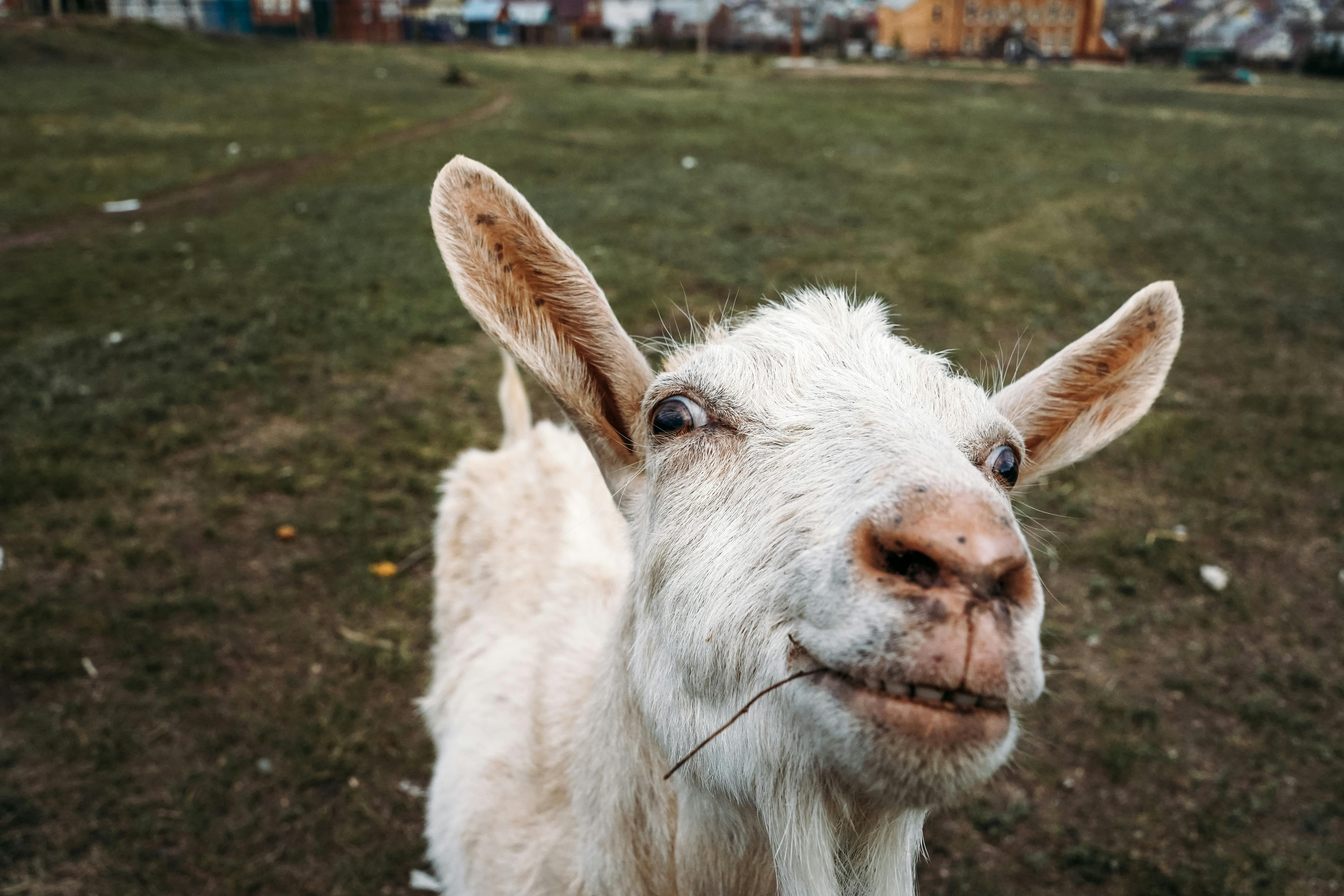Funny Goat Face Photos, Download The BEST Free Funny Goat Face Stock ...