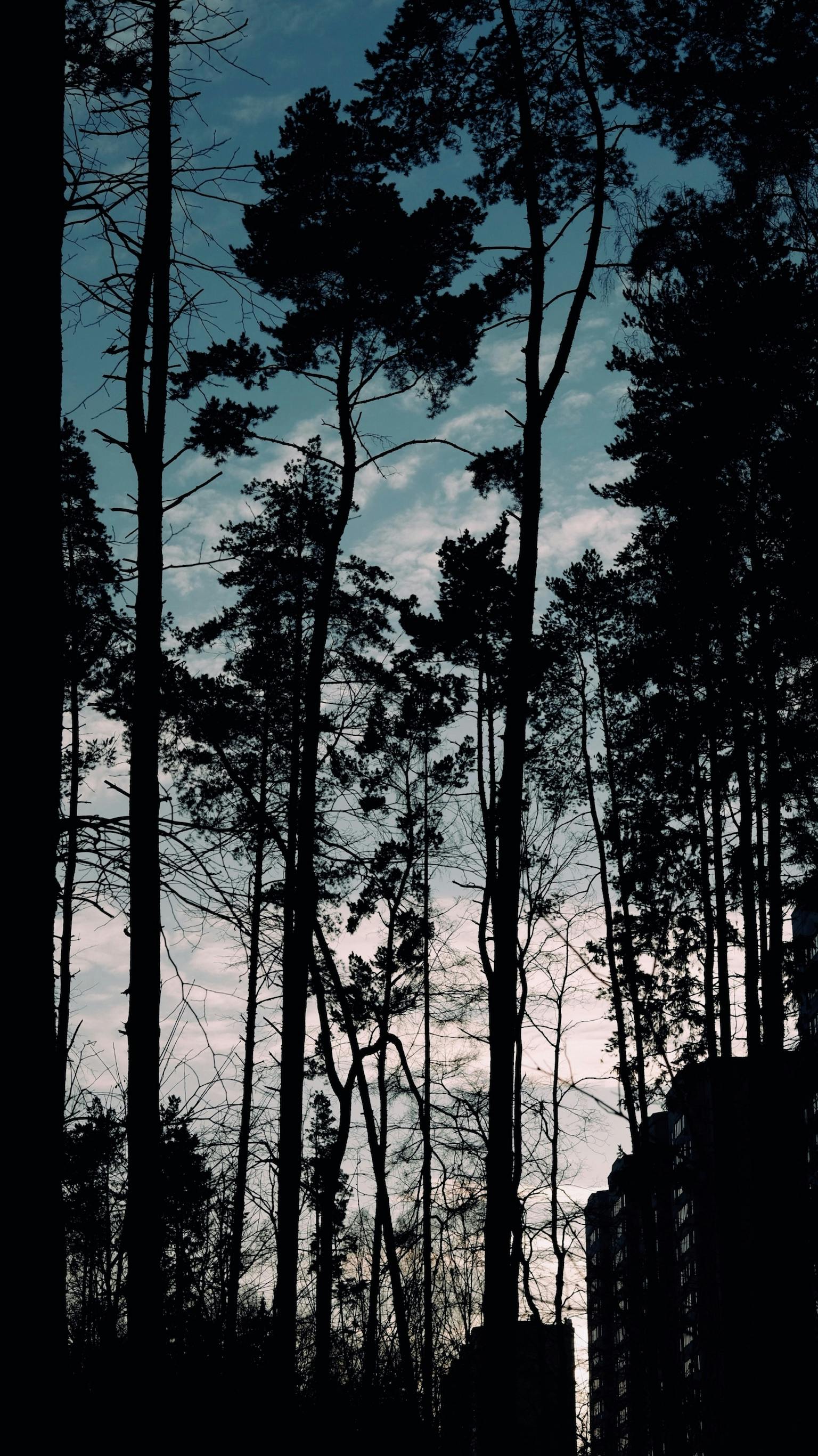 A Person Hiding Behind the Tree · Free Stock Photo