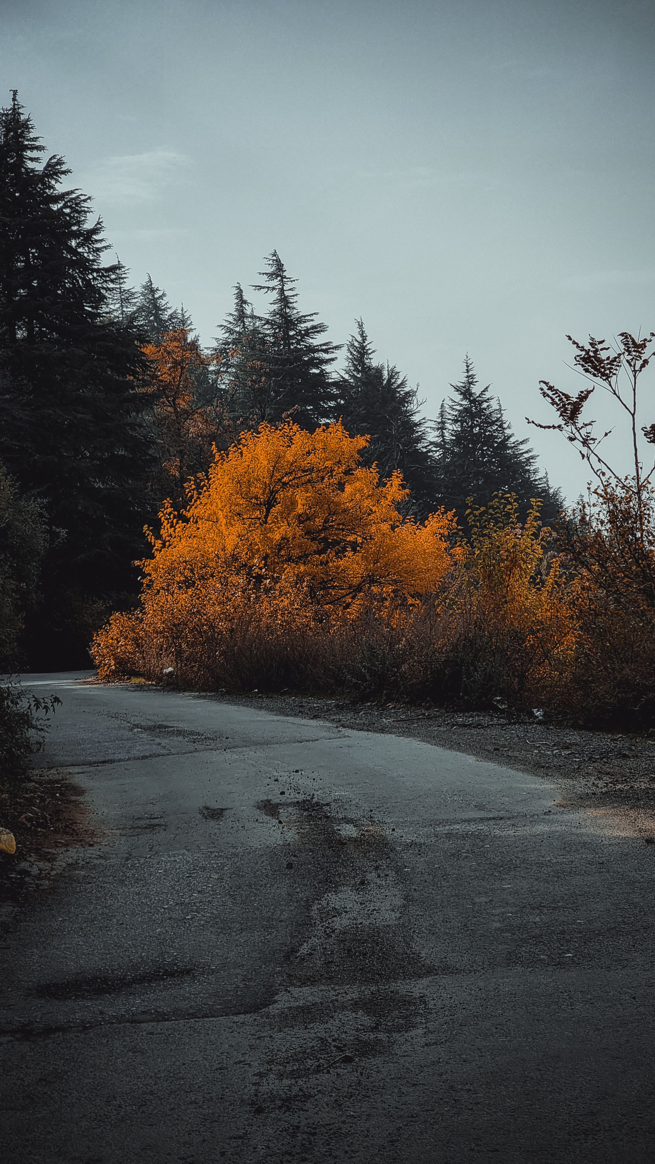 An Orange Tree on Asphalt Road · Free Stock Photo
