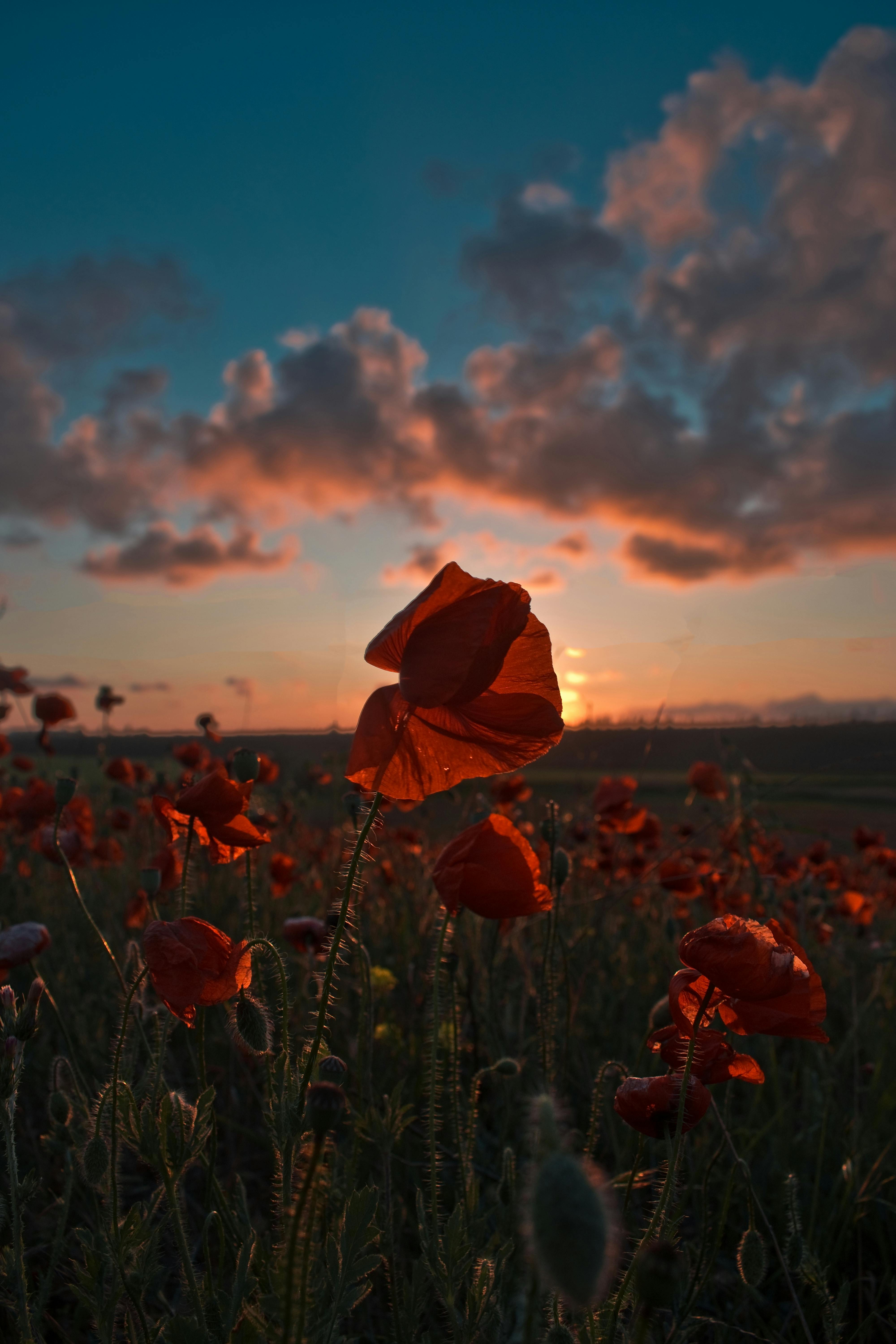 kartman crimea - Photography