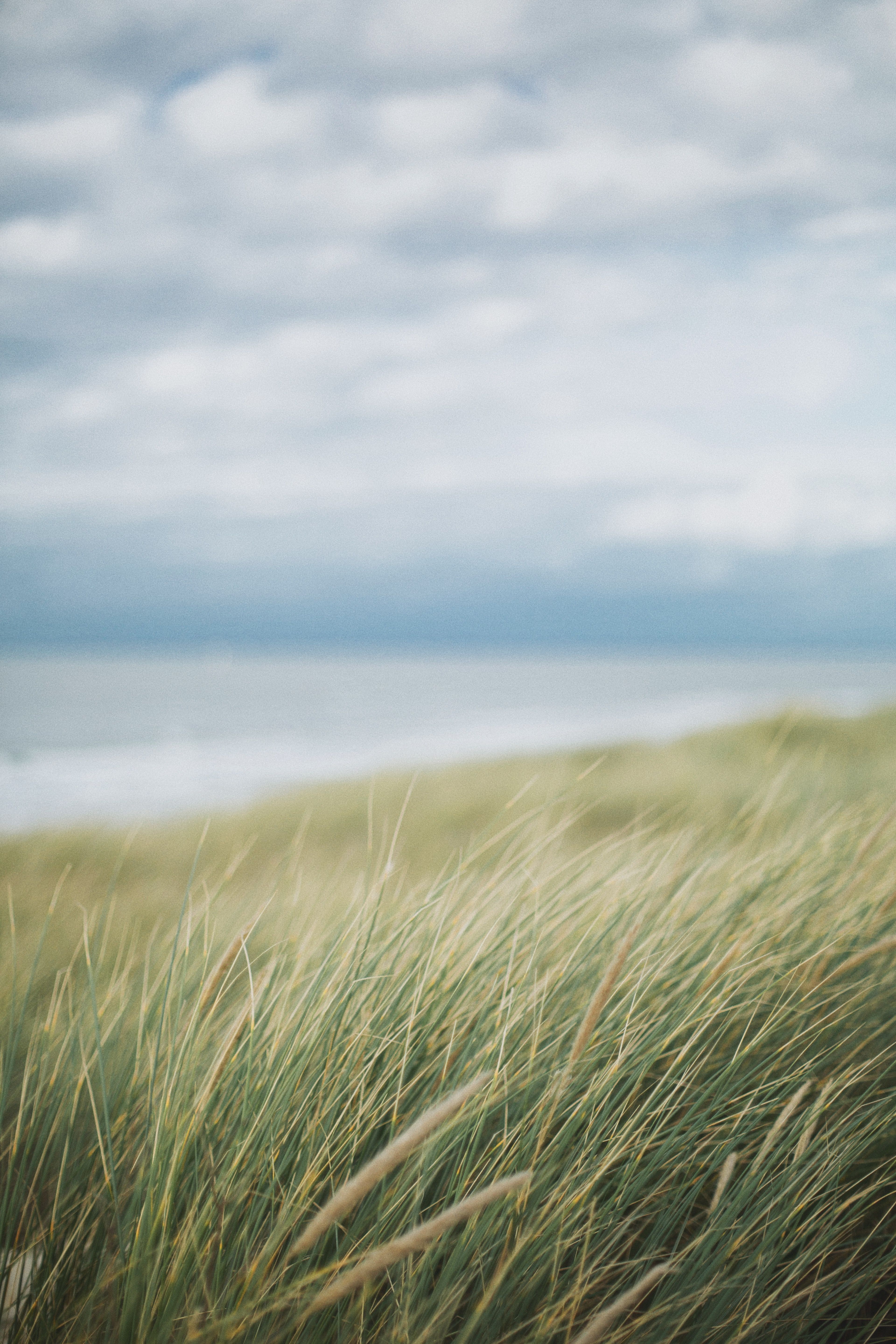 Grain Grass Photos, Download The BEST Free Grain Grass Stock Photos ...