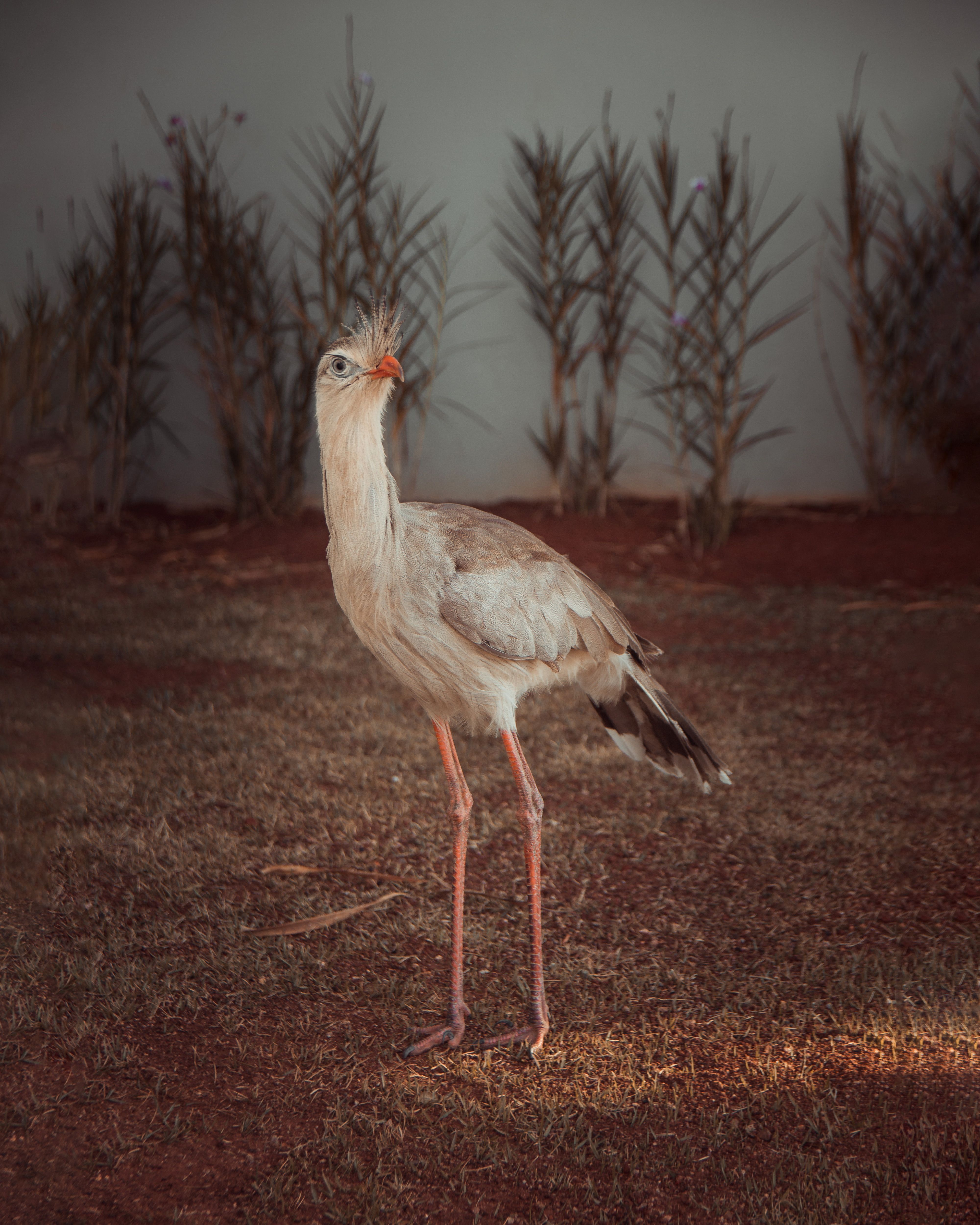 A Bird with Long Legs Standing on the Grass · Free Stock Photo