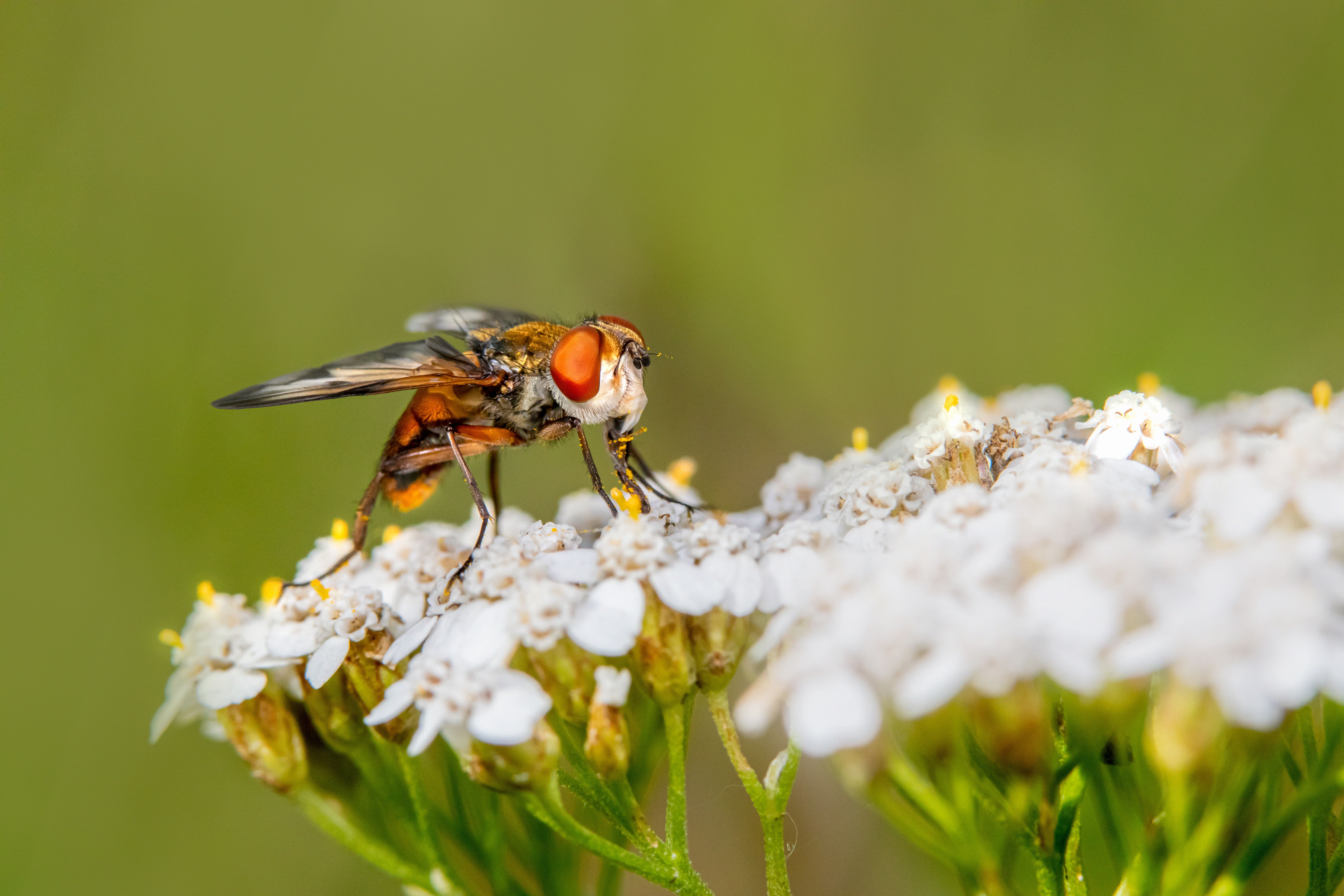 Close-Up Shot of a Fly on White Flowers · Free Stock Photo