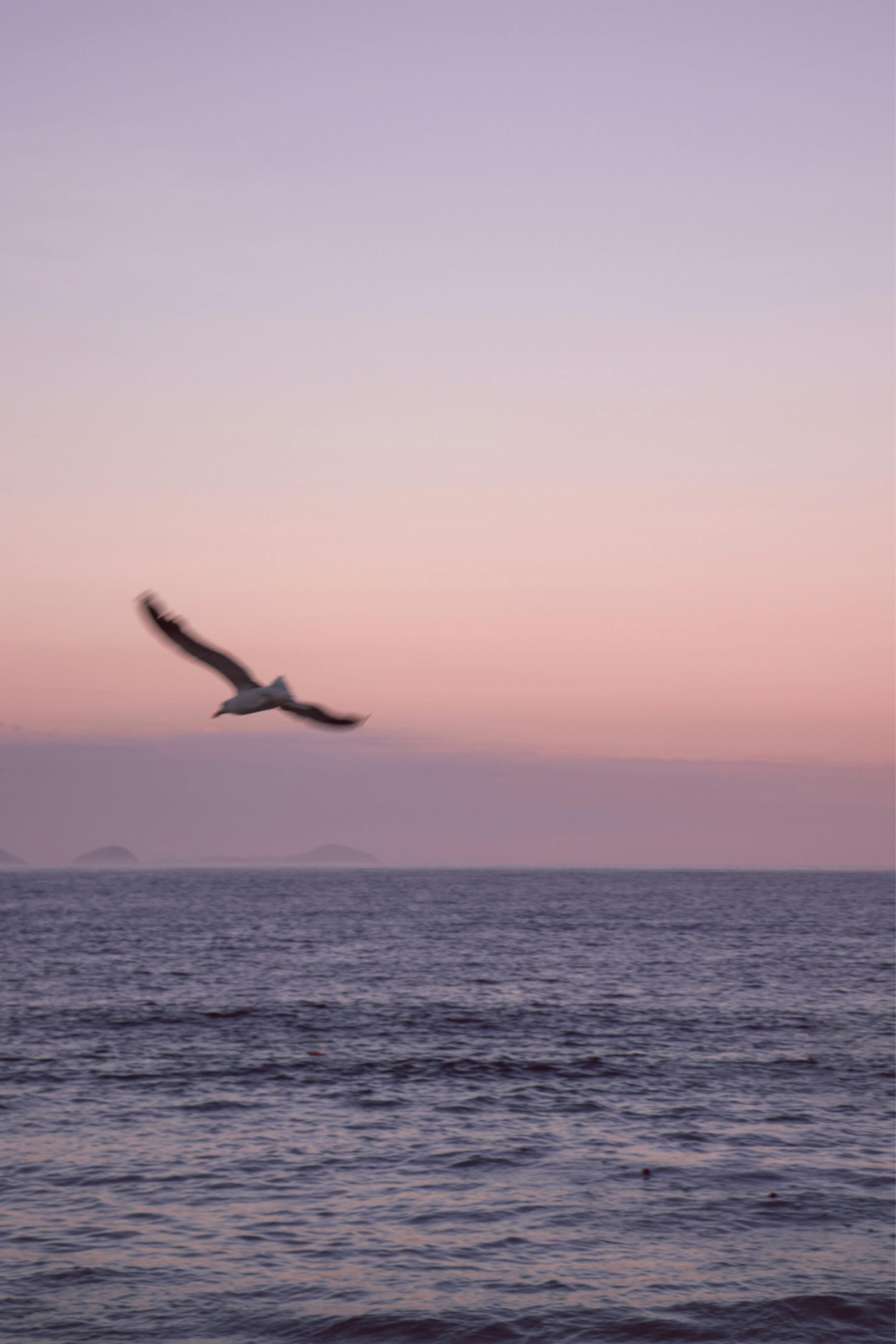 A Seagull Flying Behind a Window · Free Stock Photo